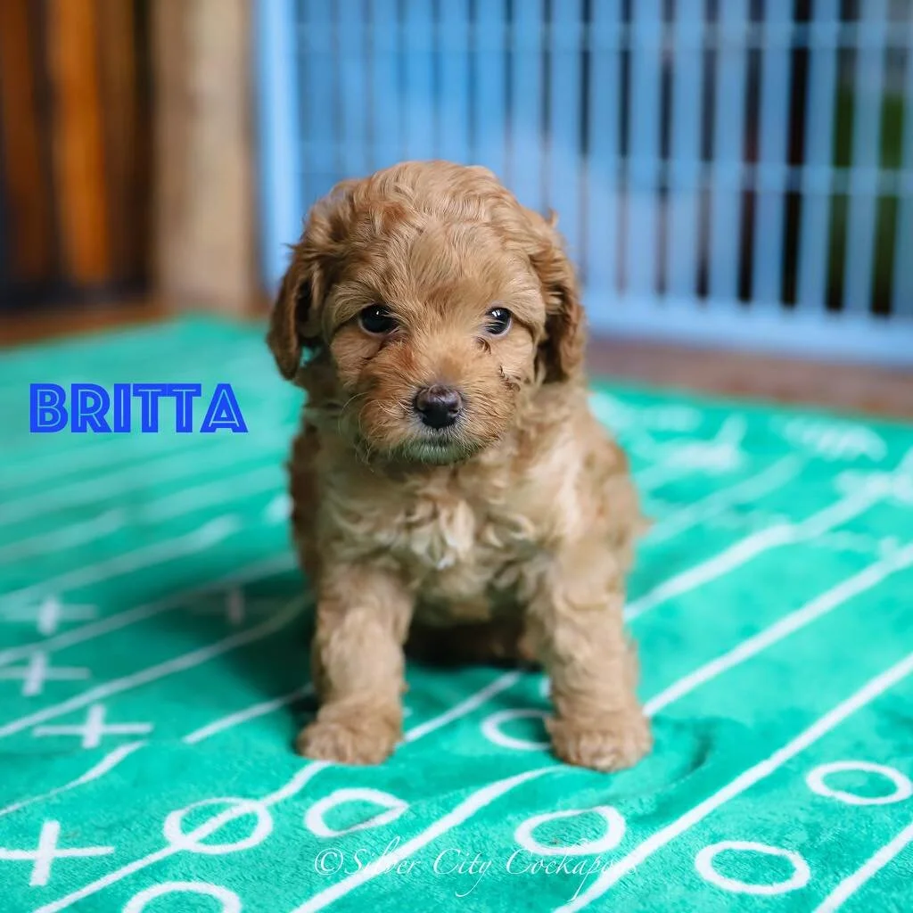 Silver City Cockapoos