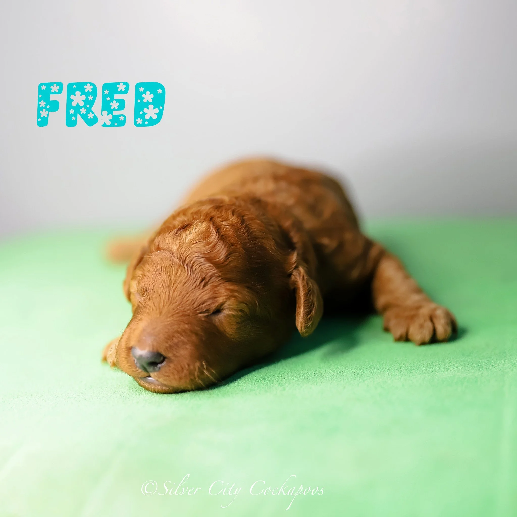 Current Litters — Silver City Cockapoos