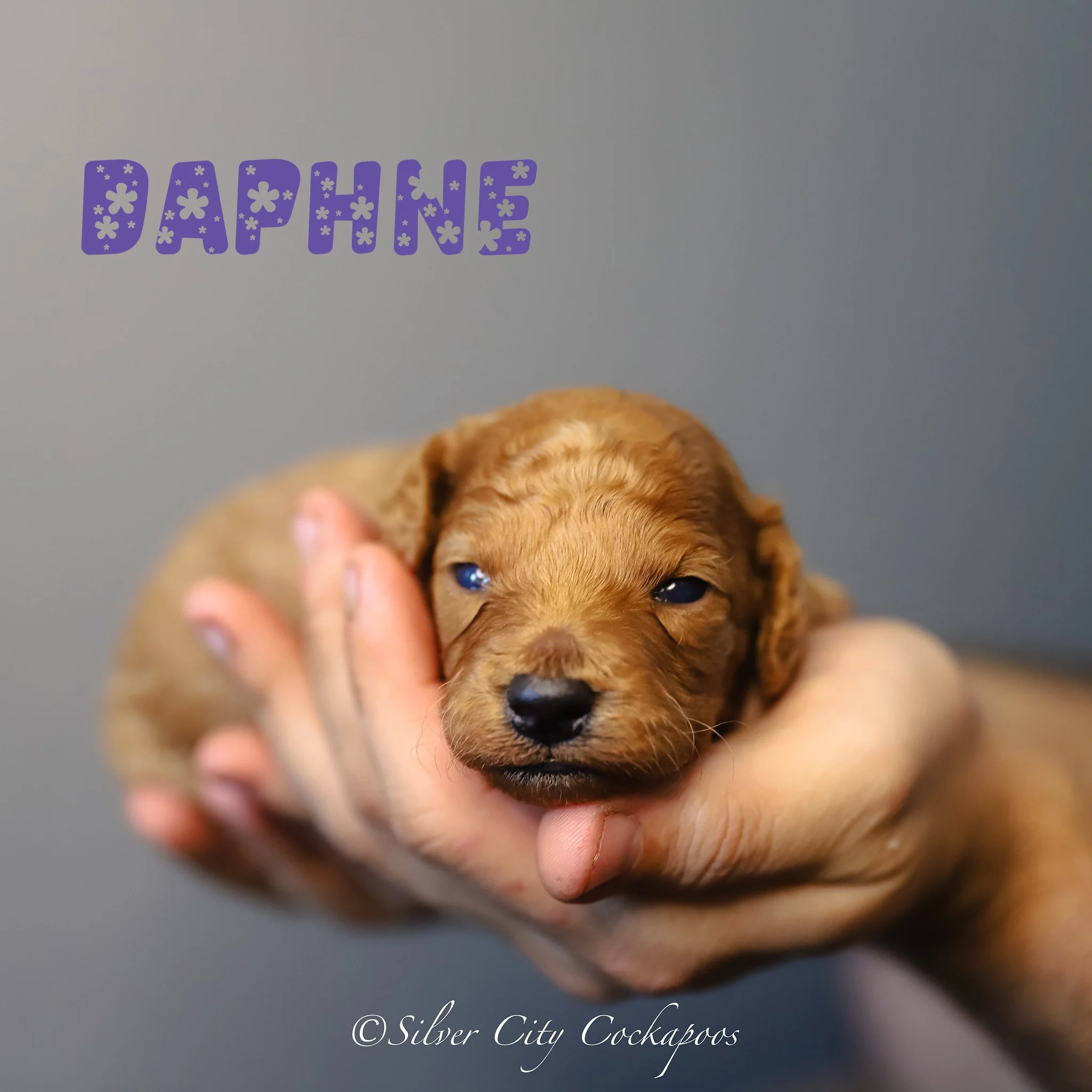 Current Litters — Silver City Cockapoos