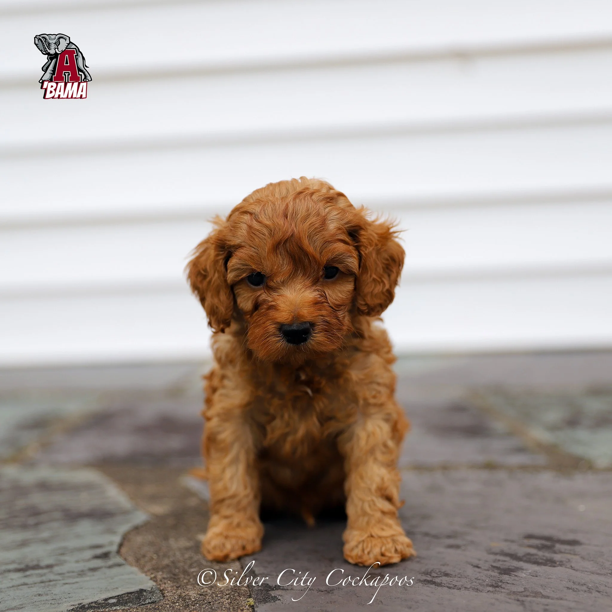 Current Litters — Silver City Cockapoos