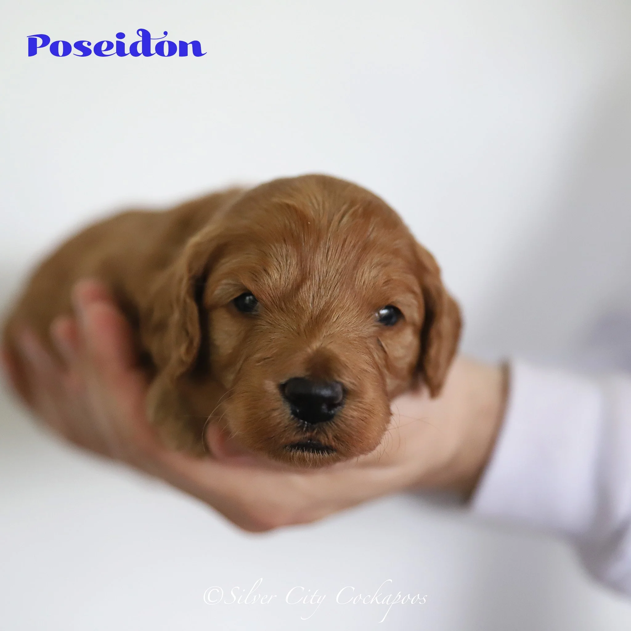 Current Litters — Silver City Cockapoos