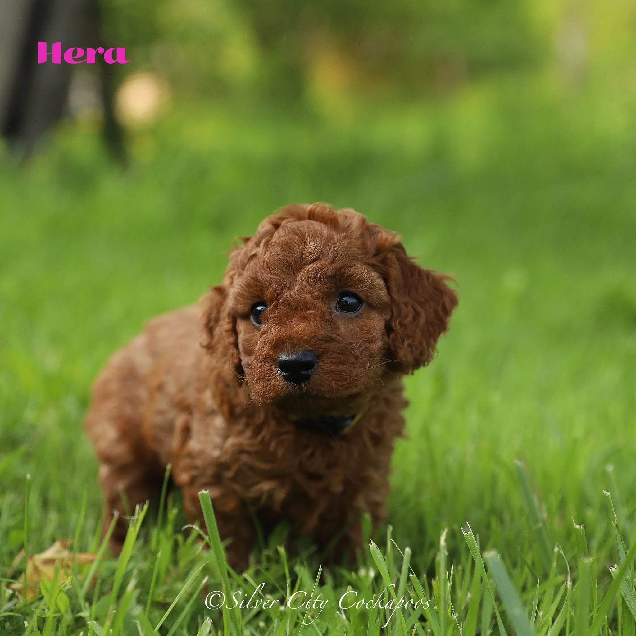 Current Litters — Silver City Cockapoos