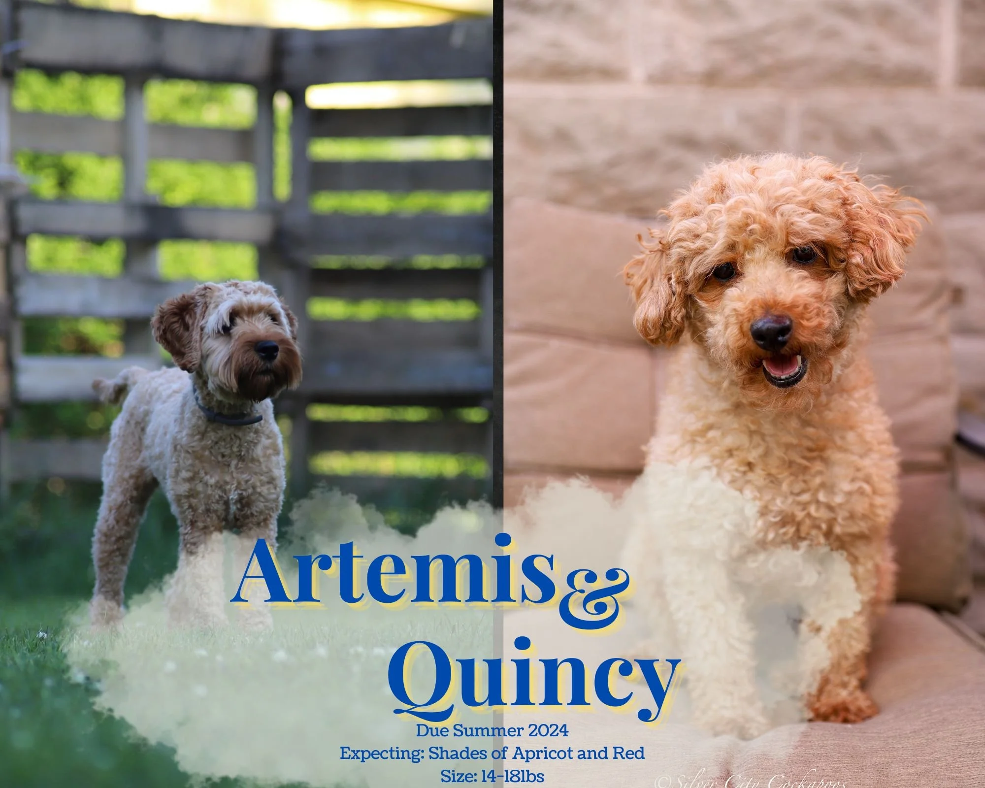 Current Litters — Silver City Cockapoos