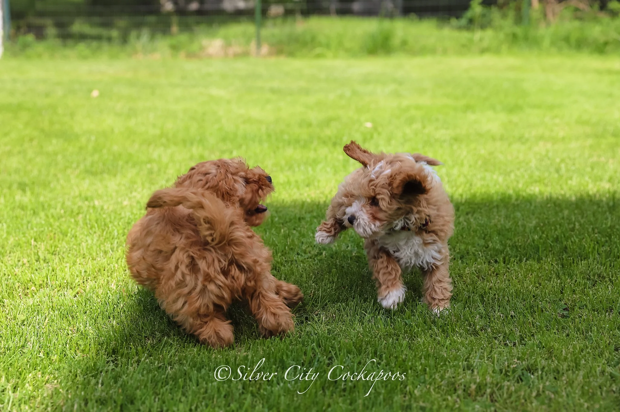 Prices & Payments — Silver City Cockapoos