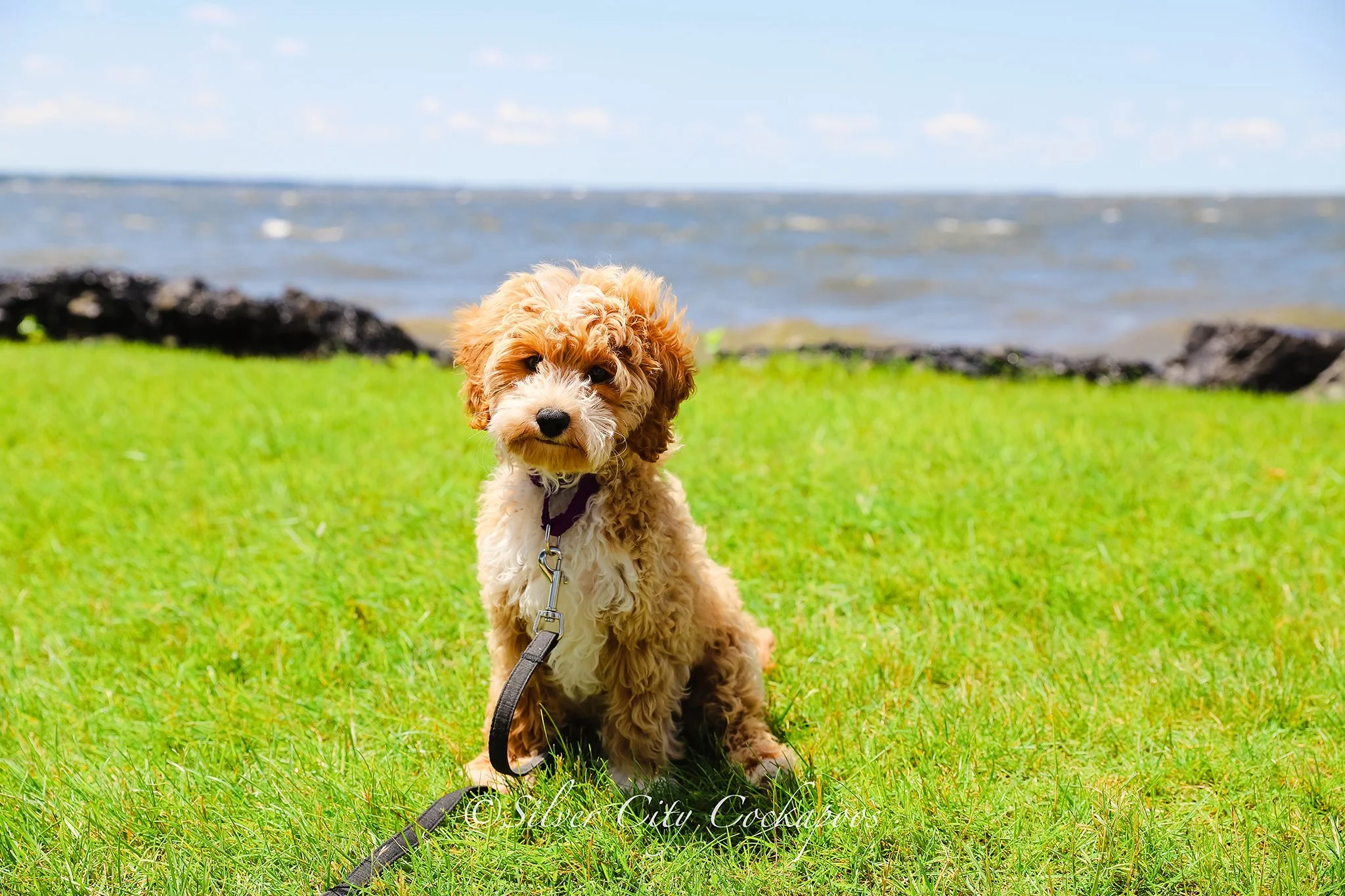 Prices & Payments — Silver City Cockapoos