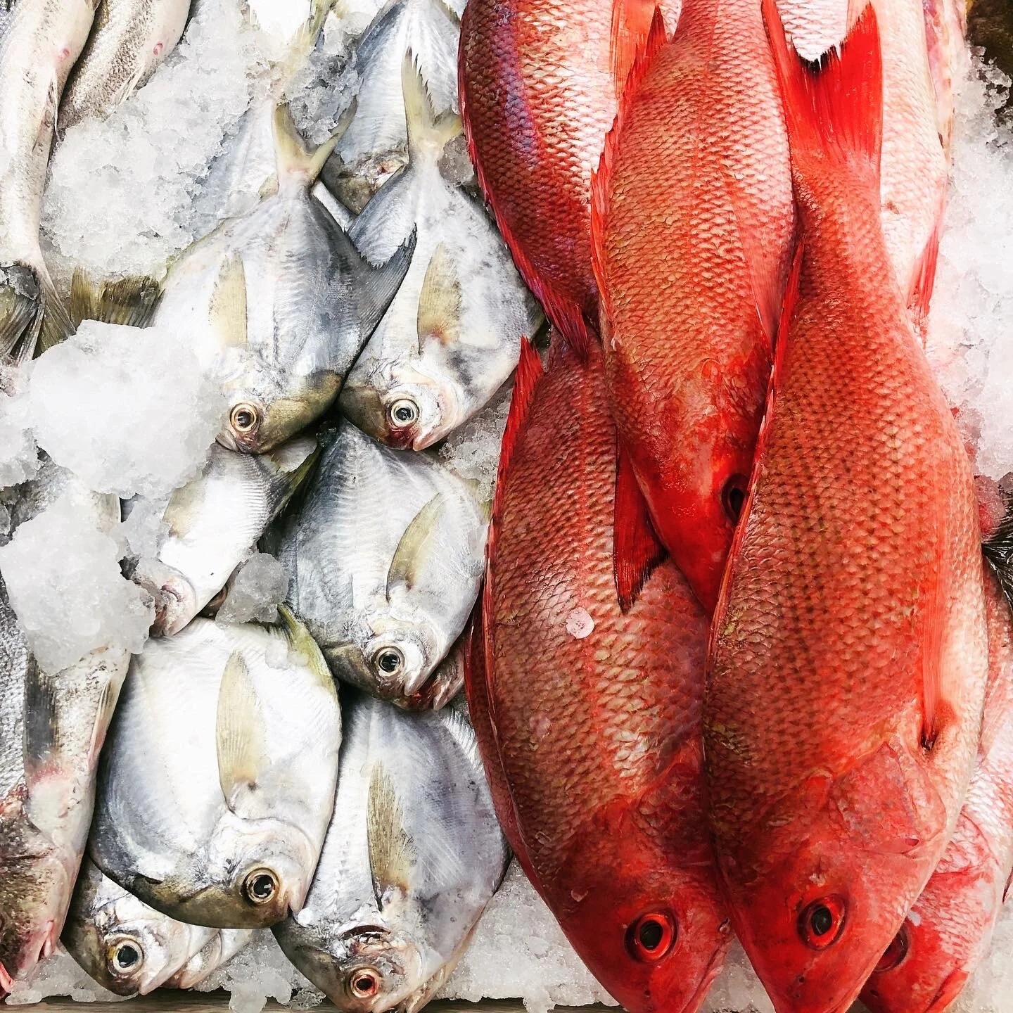 b-liner-red-snapper-sold-in-2lb-forsyth-seafood-market-caf