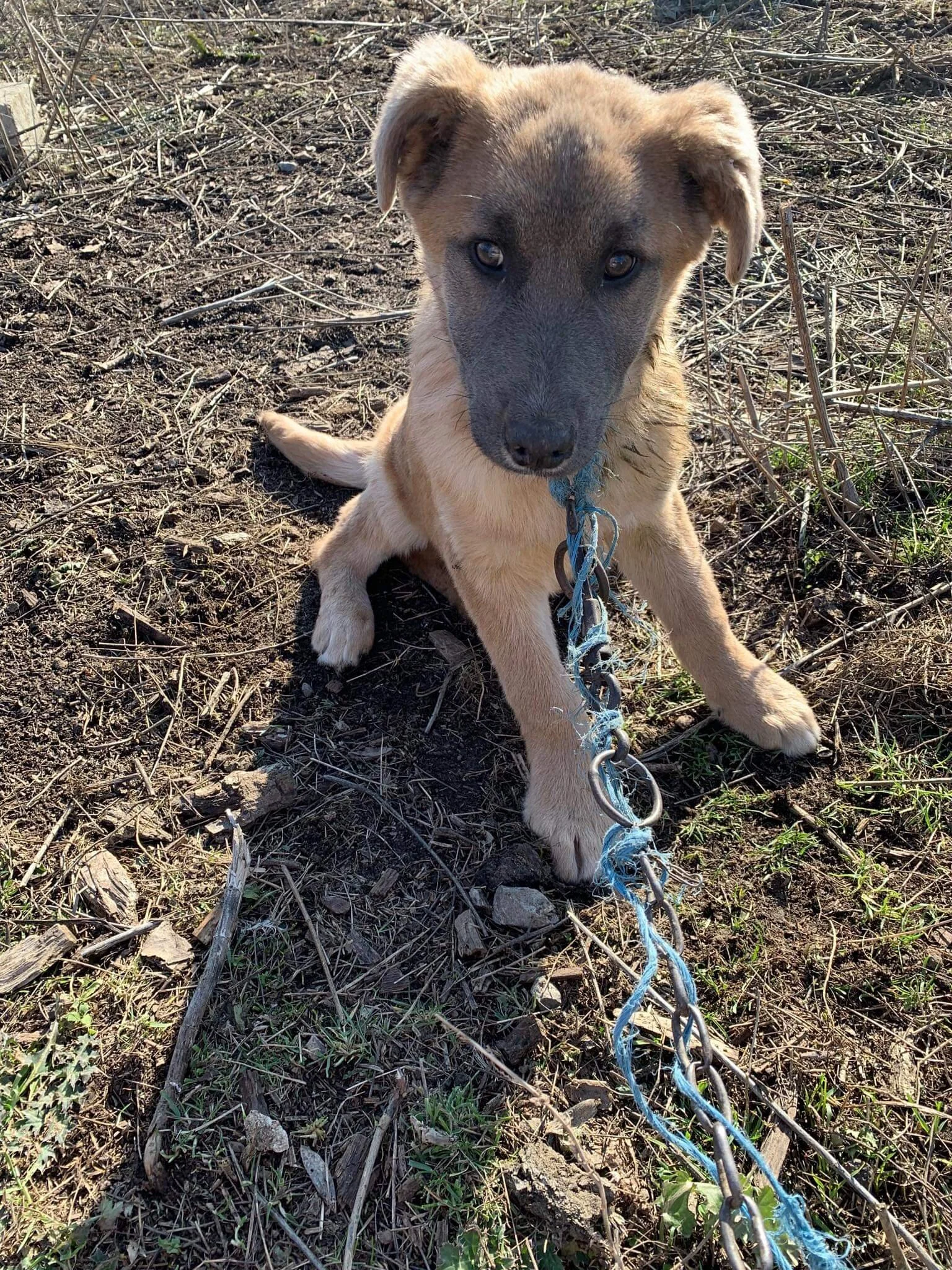 Support Us — High Hopes Dog Rescue