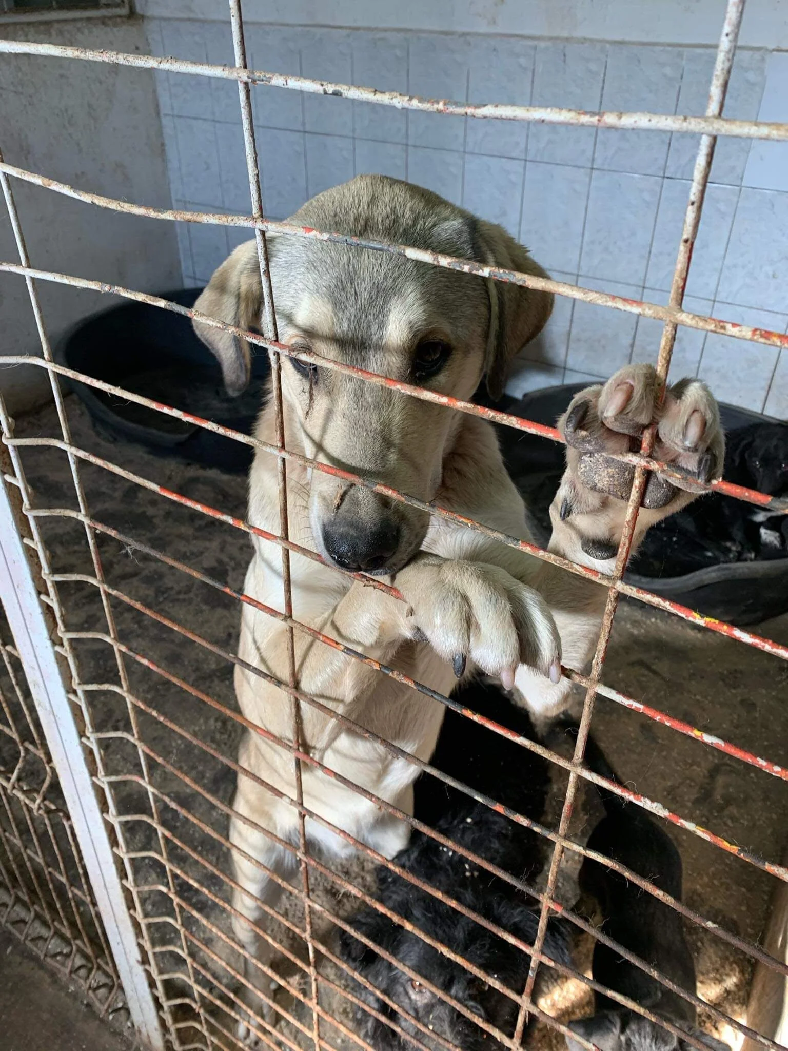 Support Us — High Hopes Dog Rescue