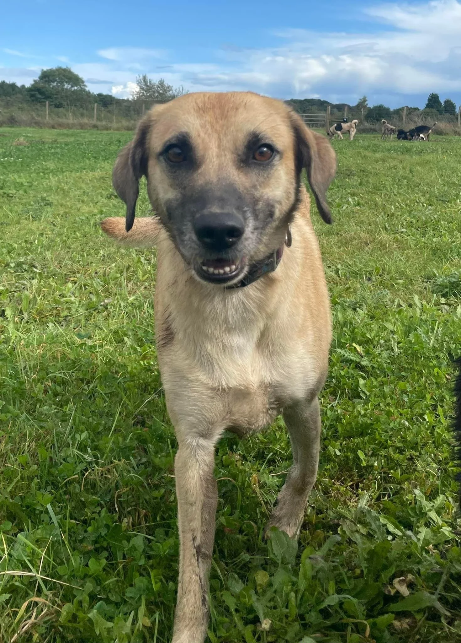 Meet our Dogs — High Hopes Dog Rescue