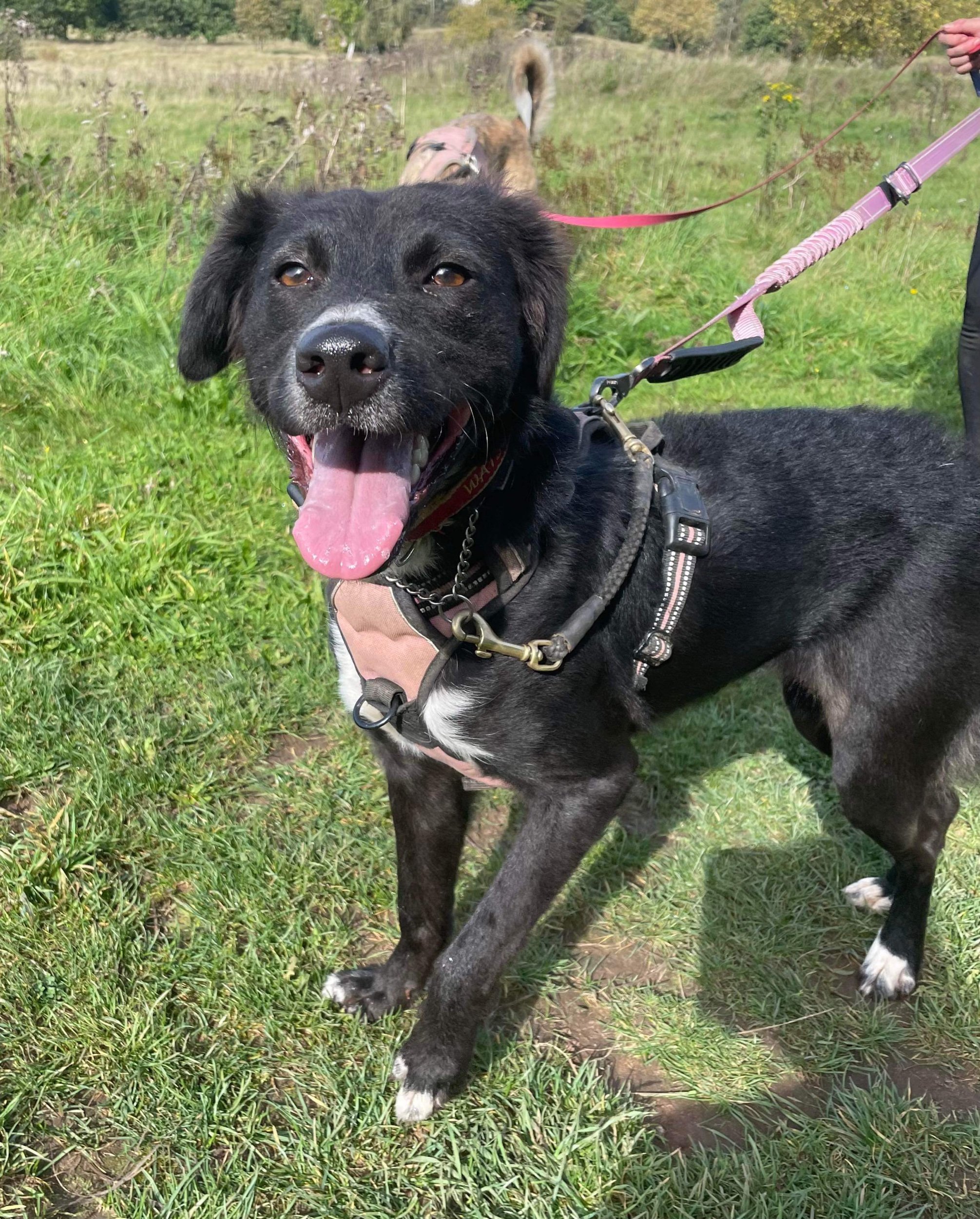 Adoption — High Hopes Dog Rescue