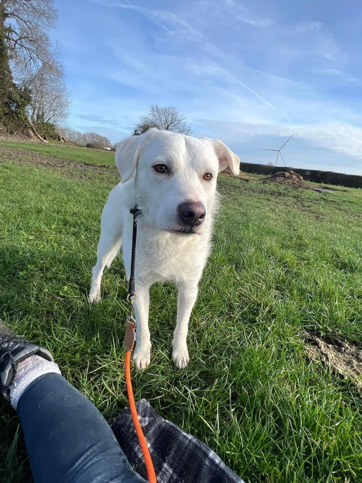 Adoption — High Hopes Dog Rescue