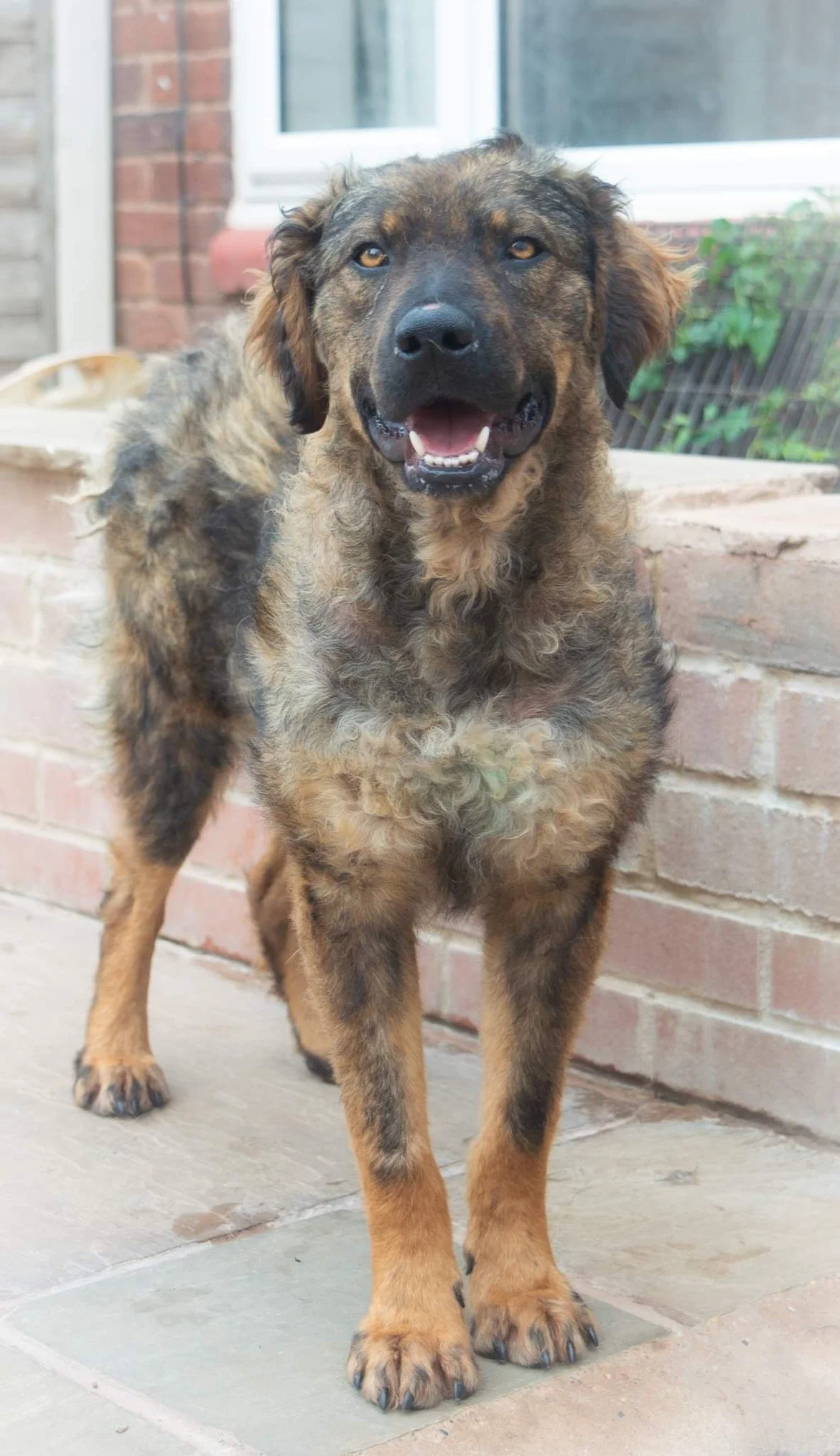 Adoption — High Hopes Dog Rescue