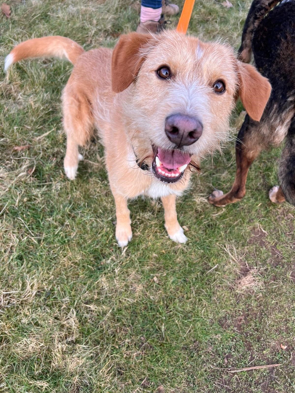 Meet our Dogs — High Hopes Dog Rescue