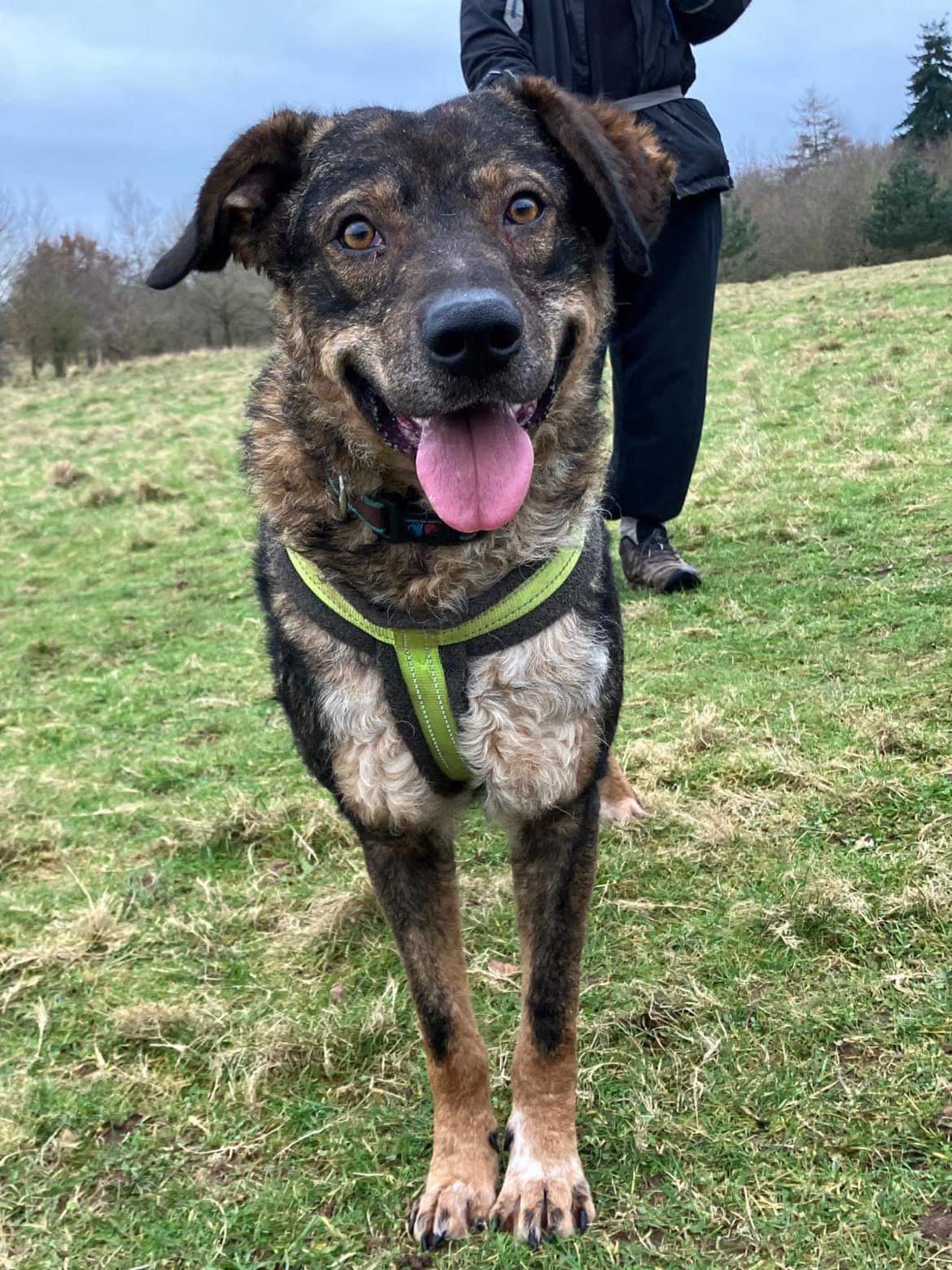 Meet our Dogs — High Hopes Dog Rescue