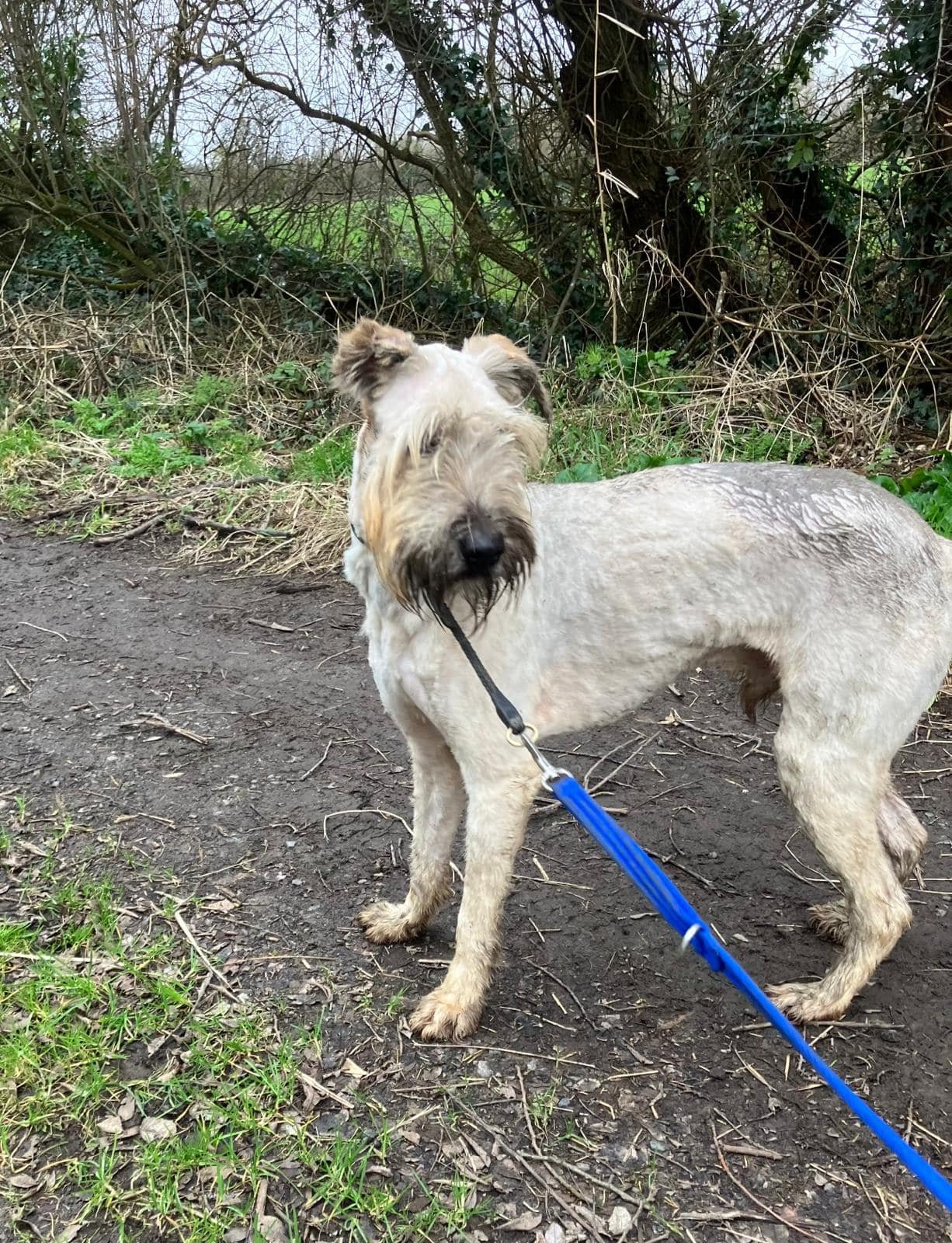 Meet our Dogs — High Hopes Dog Rescue