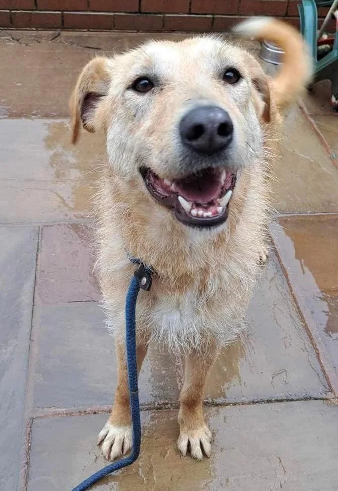 Meet our Dogs — High Hopes Dog Rescue