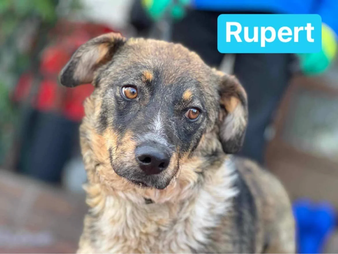 Meet our Dogs — High Hopes Dog Rescue