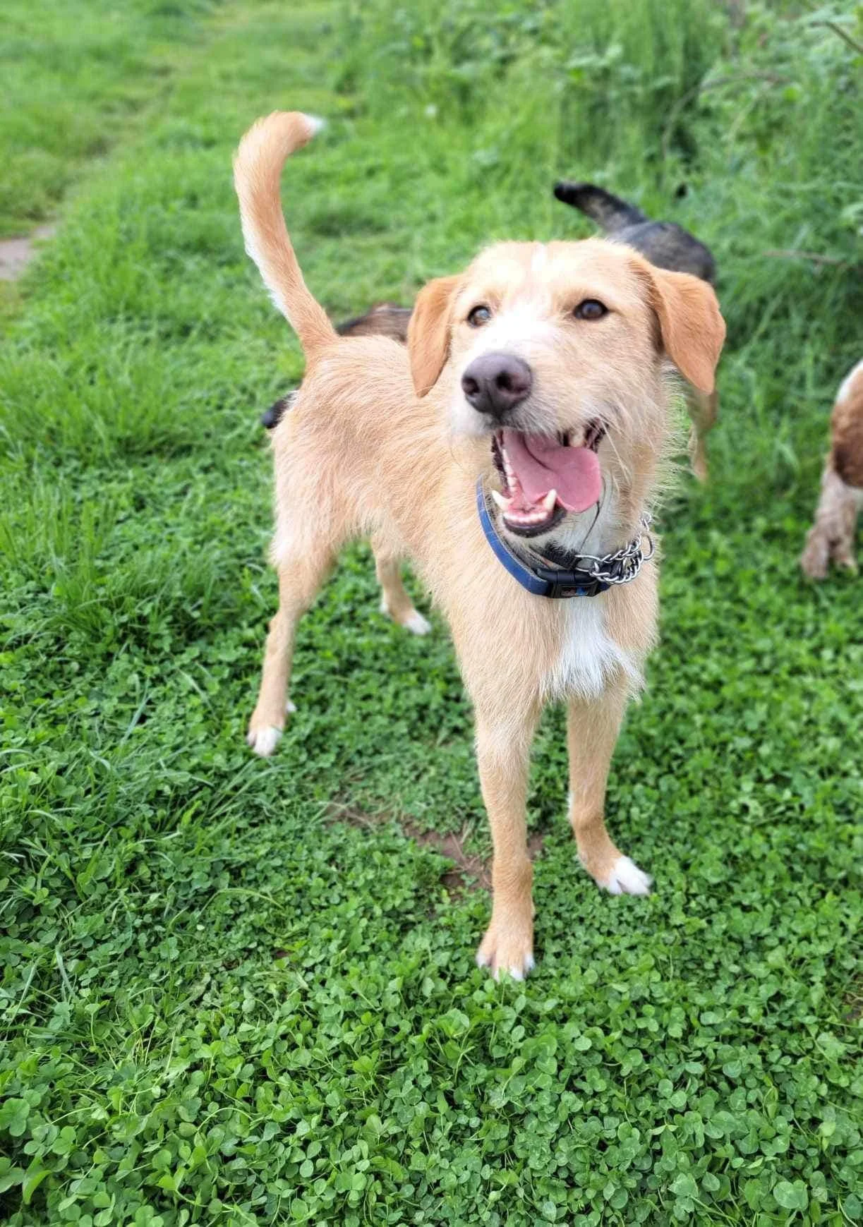 Meet our Dogs — High Hopes Dog Rescue