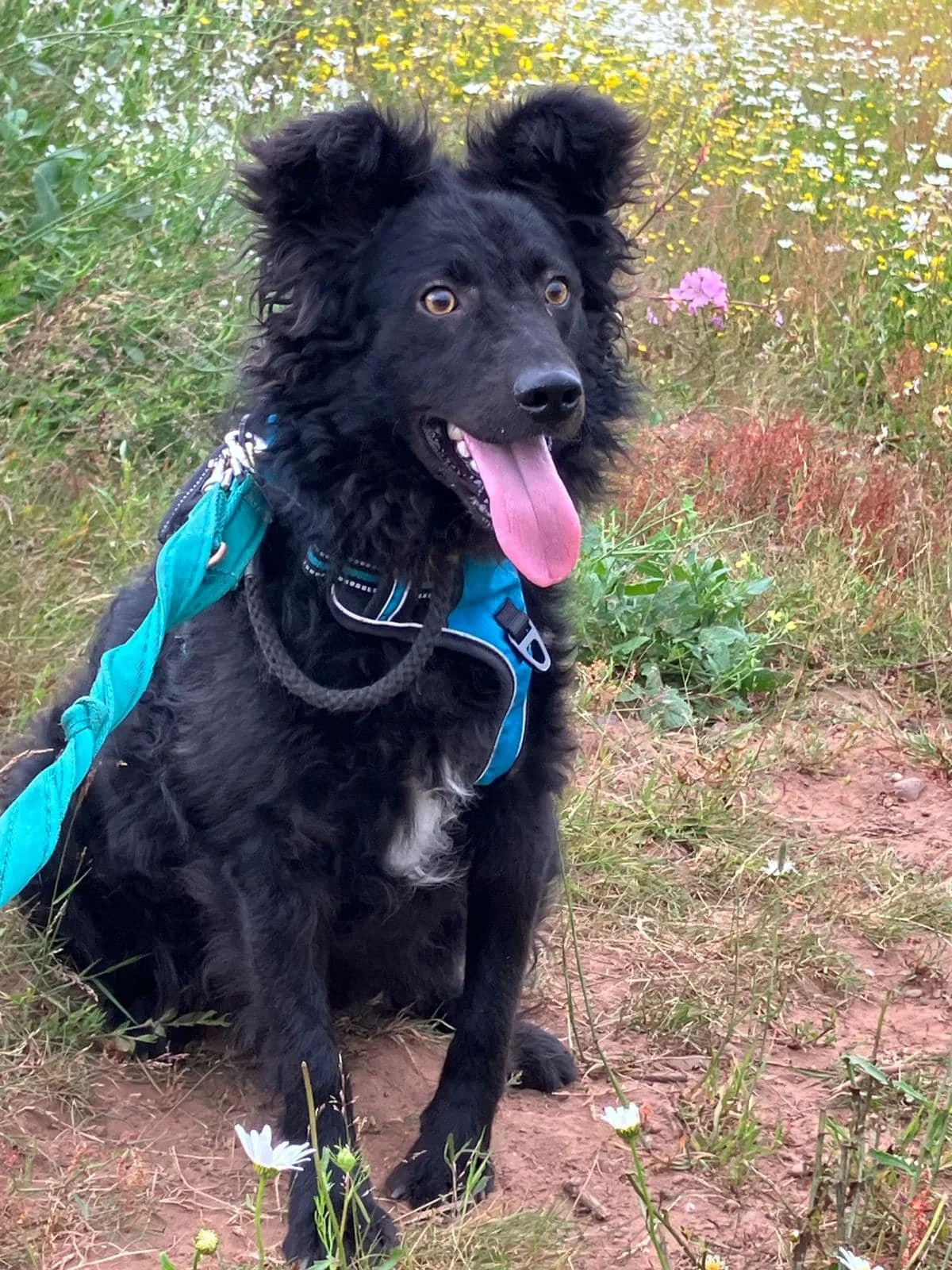 Meet our Dogs — High Hopes Dog Rescue