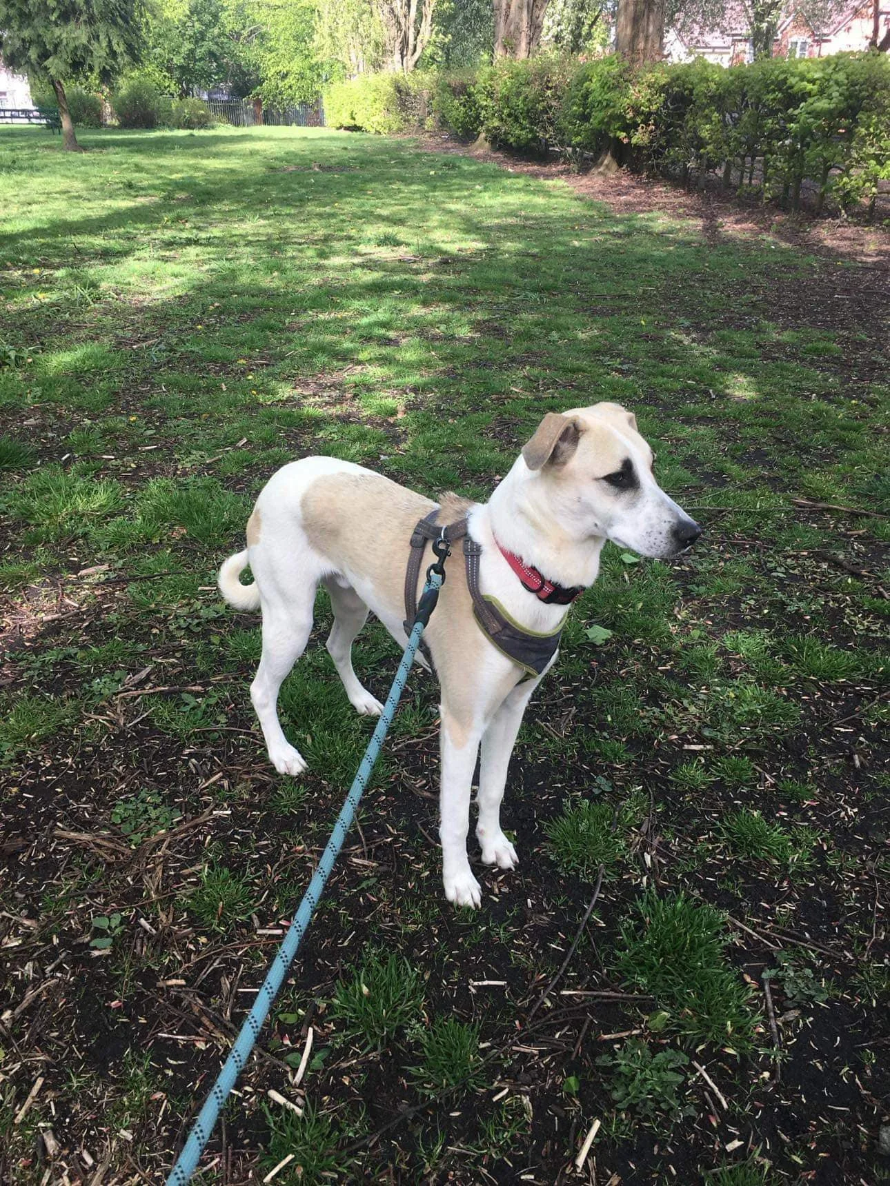 Meet our Dogs — High Hopes Dog Rescue