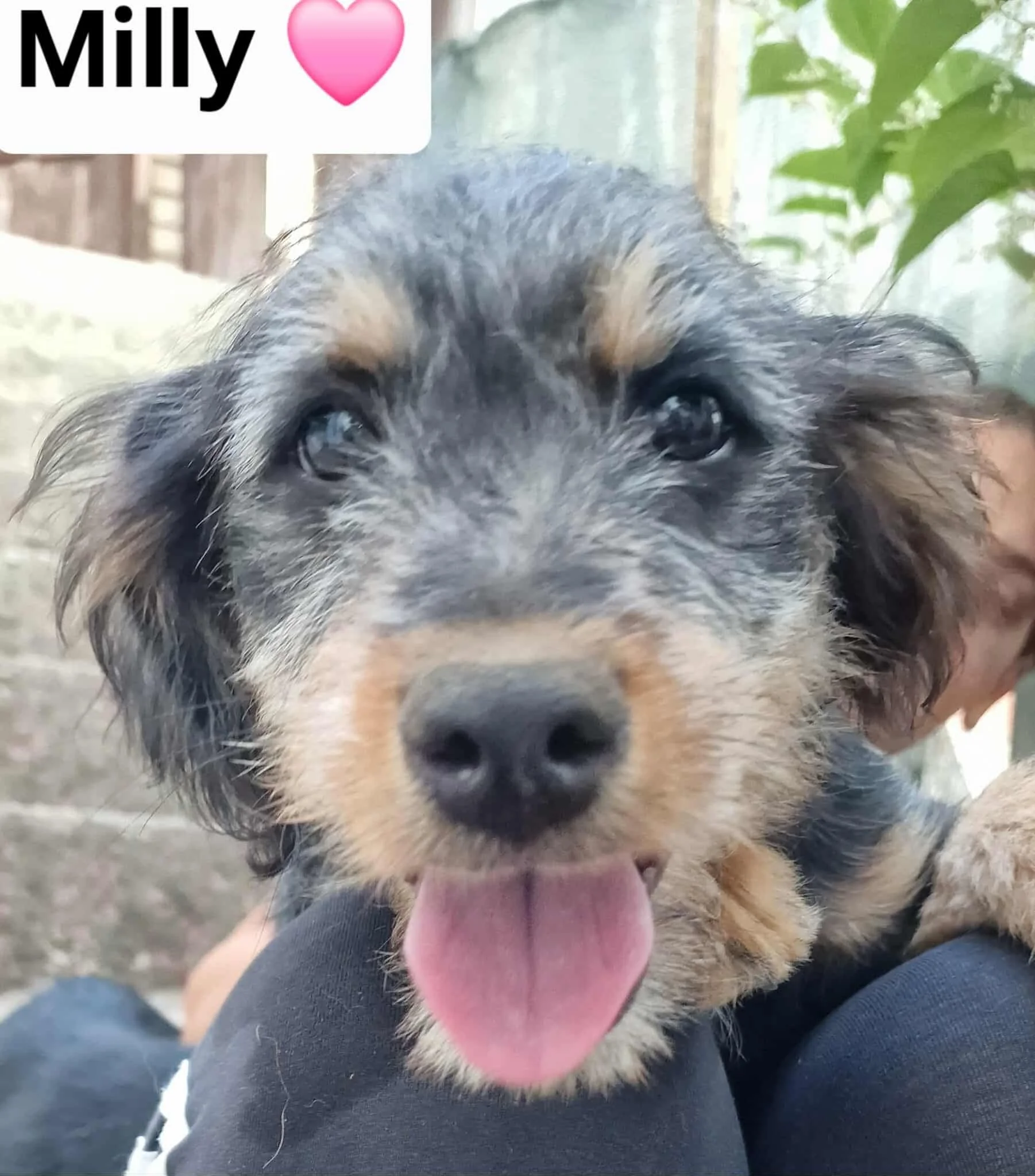 Meet our Dogs — High Hopes Dog Rescue