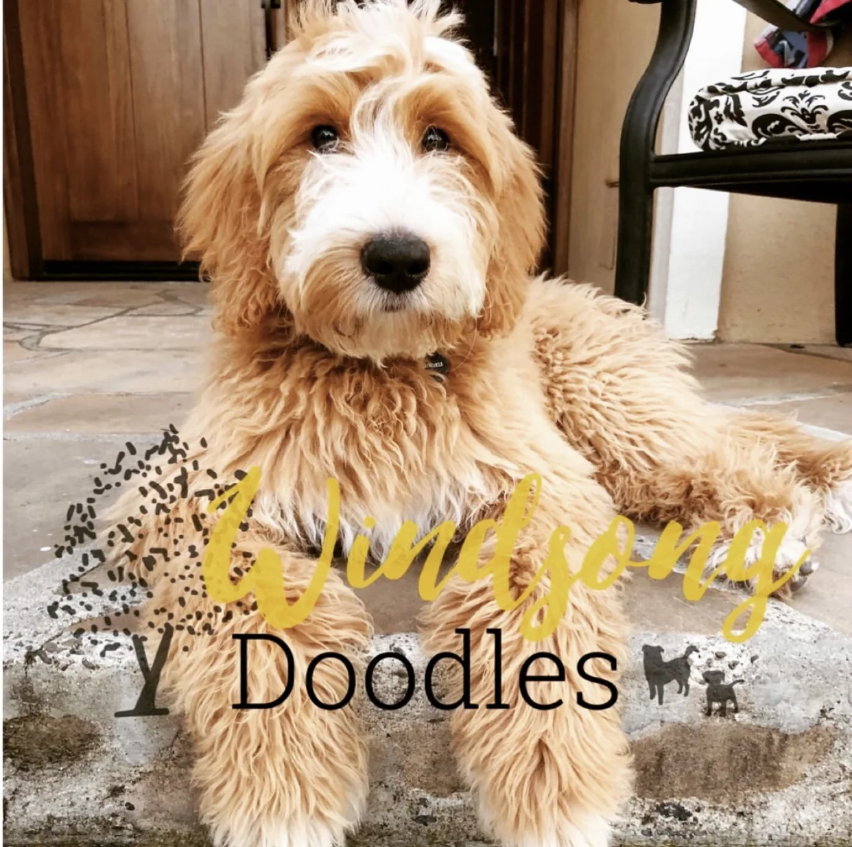 Puppy Kindergarten — Windsong Doodles