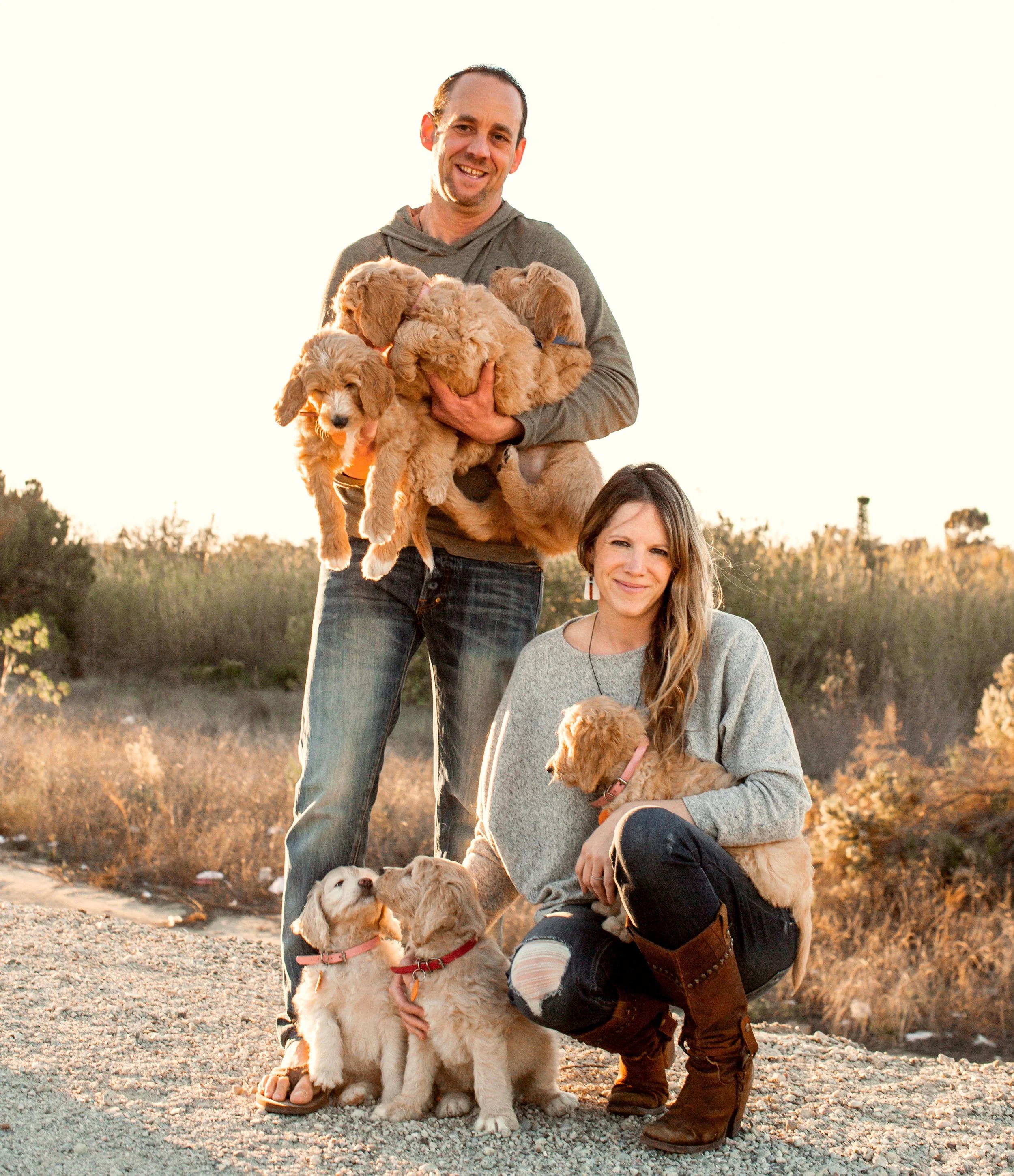 Get to Know CA Goldendoodle Breeders at Windsong Doodles