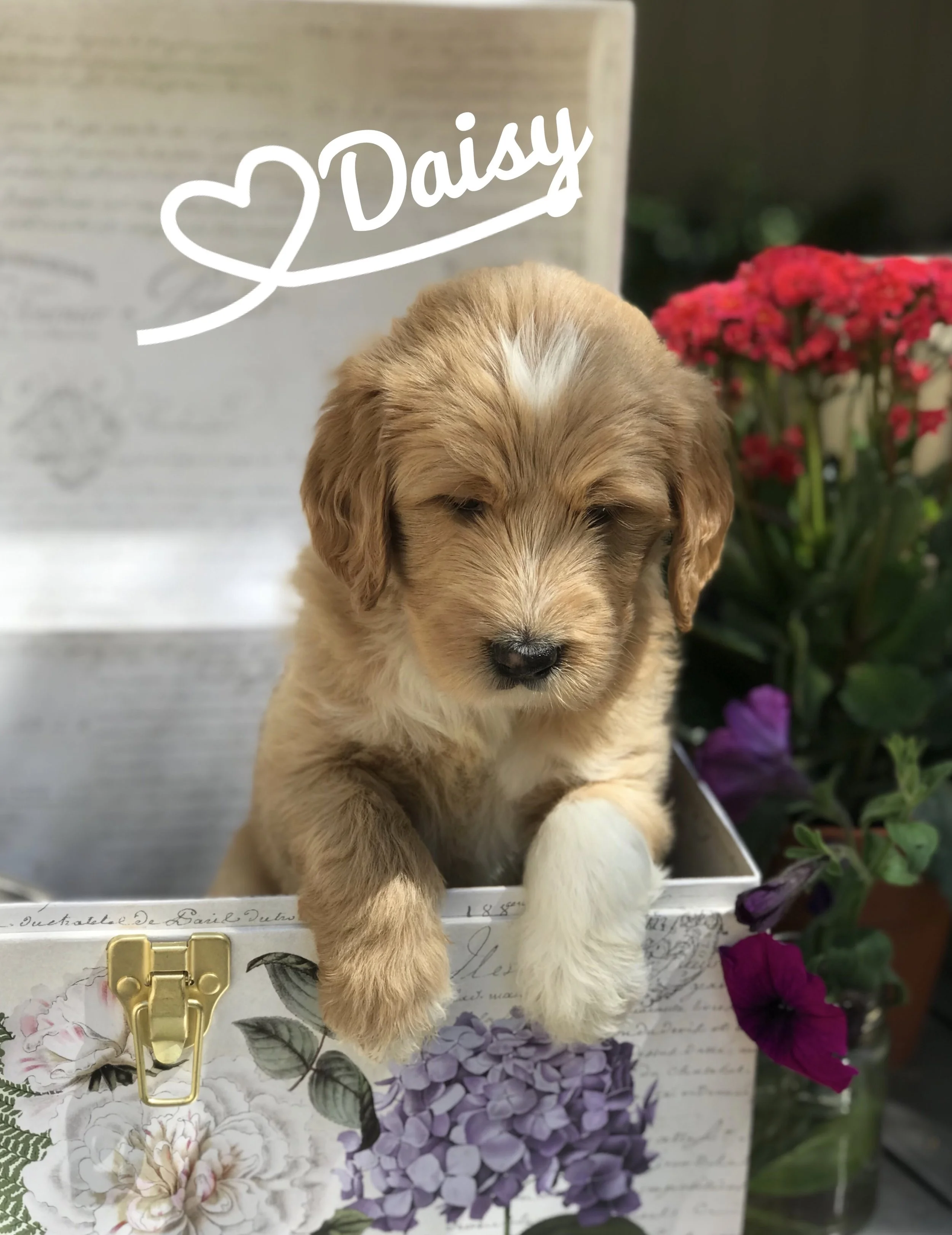Available Doodle Puppies Southern California - Windsong Doodles