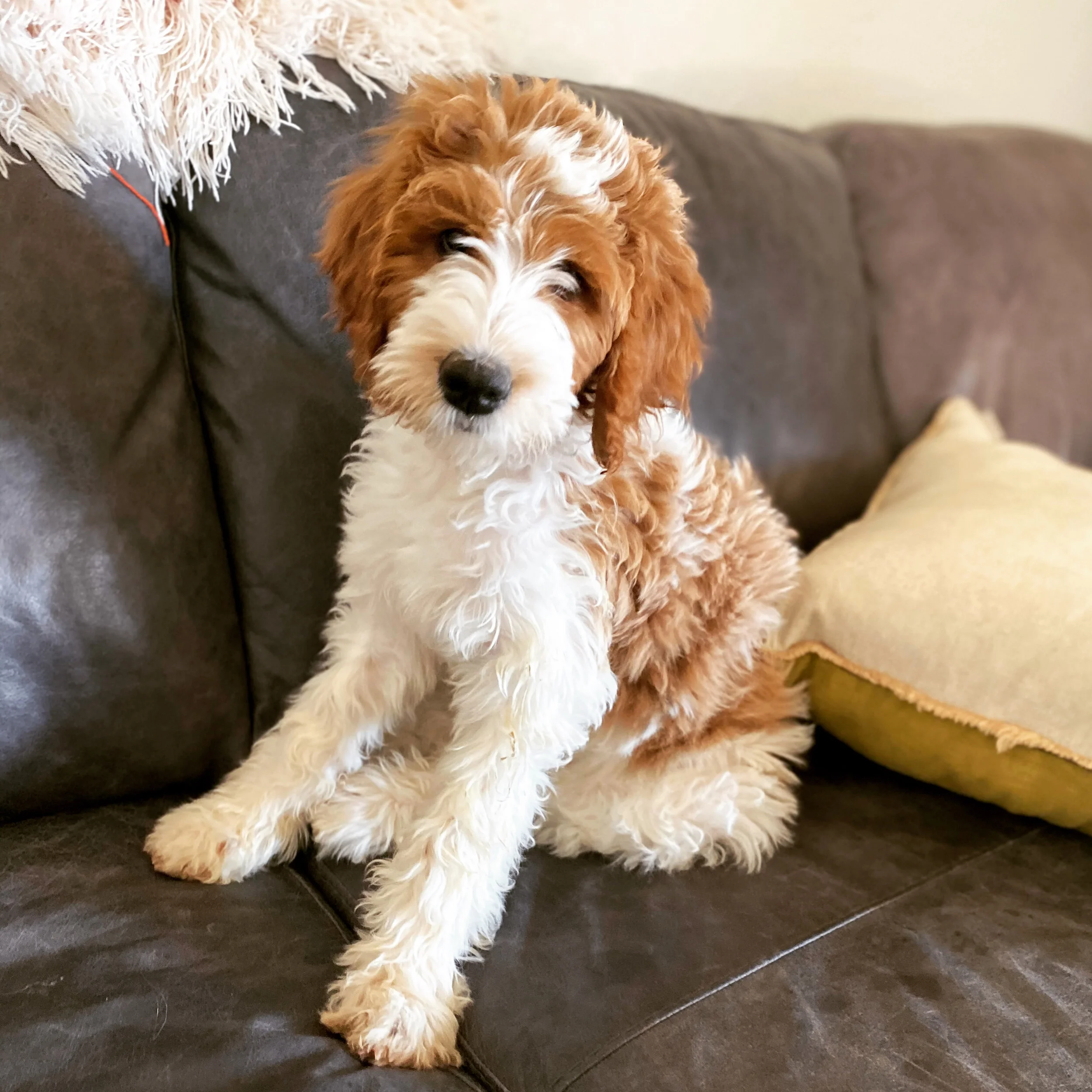 Chocolate Parti Goldendoodle