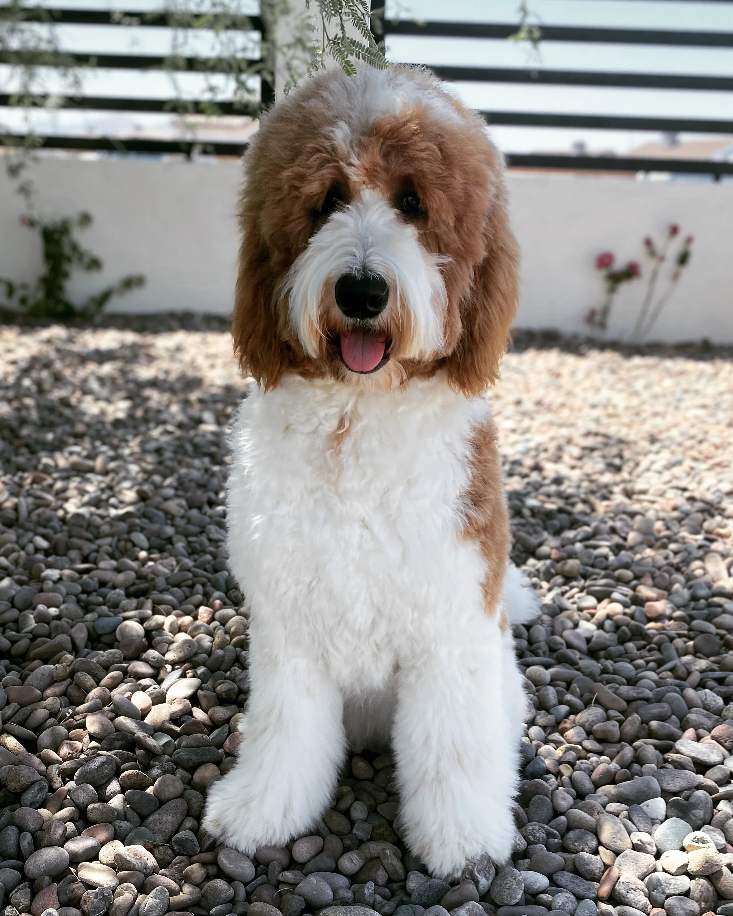 Chocolate Parti Goldendoodle