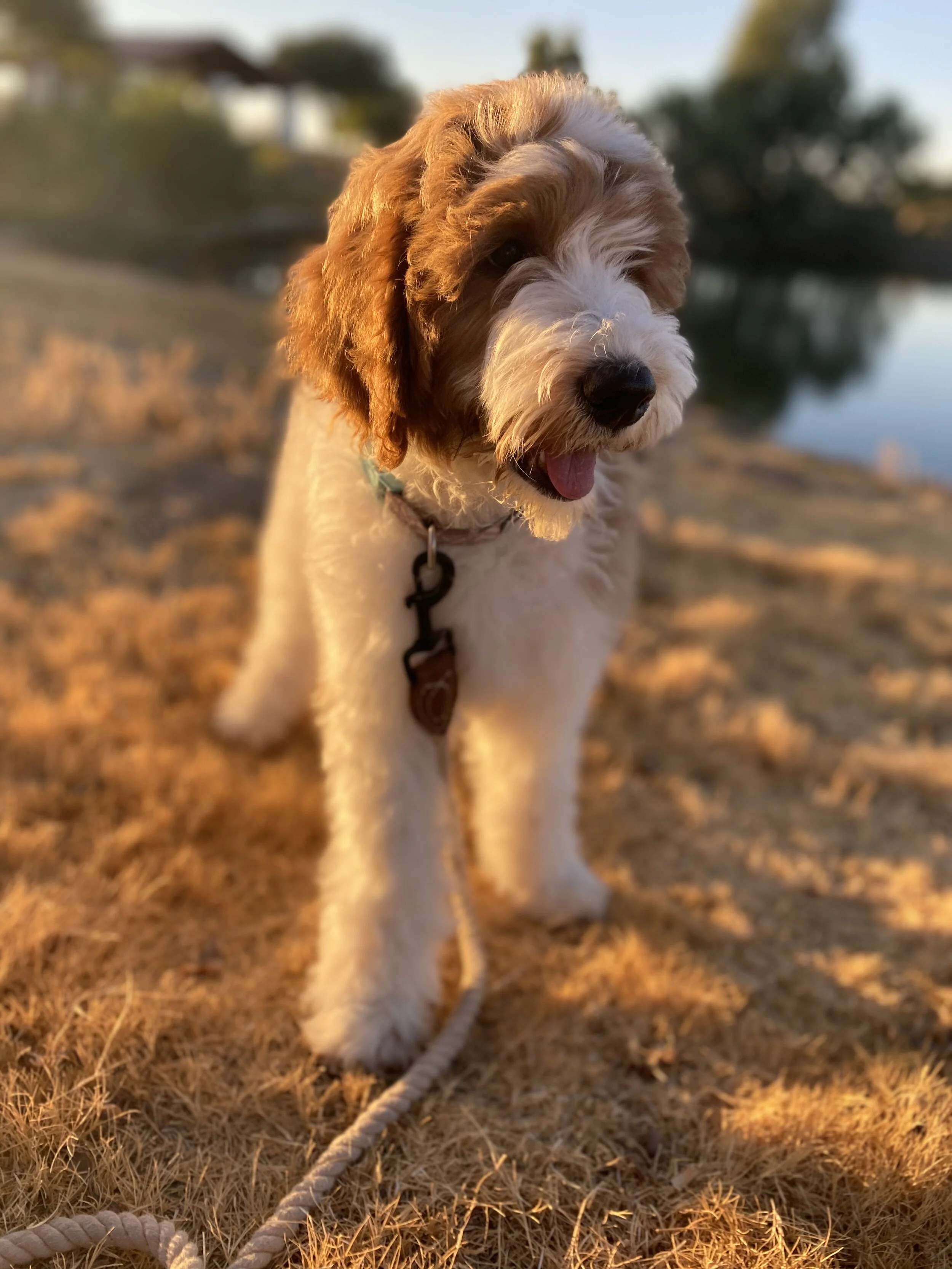 Chocolate Parti Goldendoodle