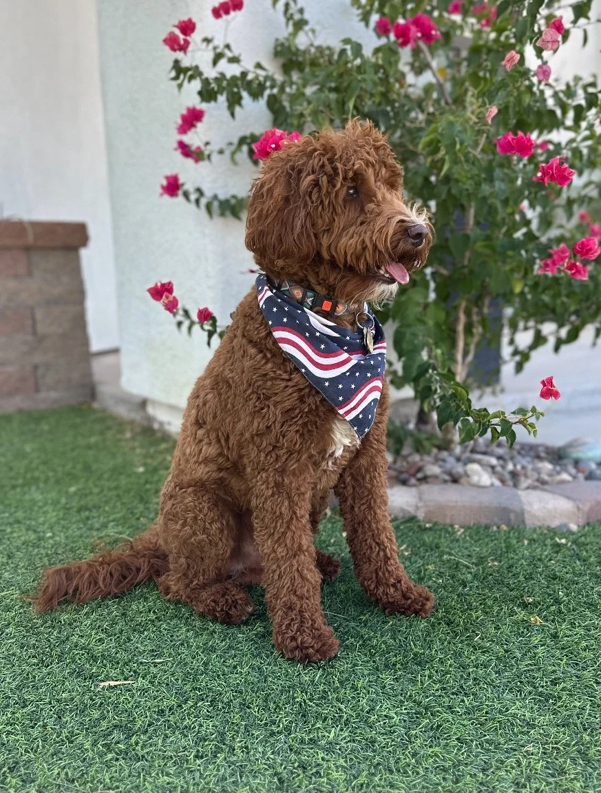 Red Goldendoodle Medium