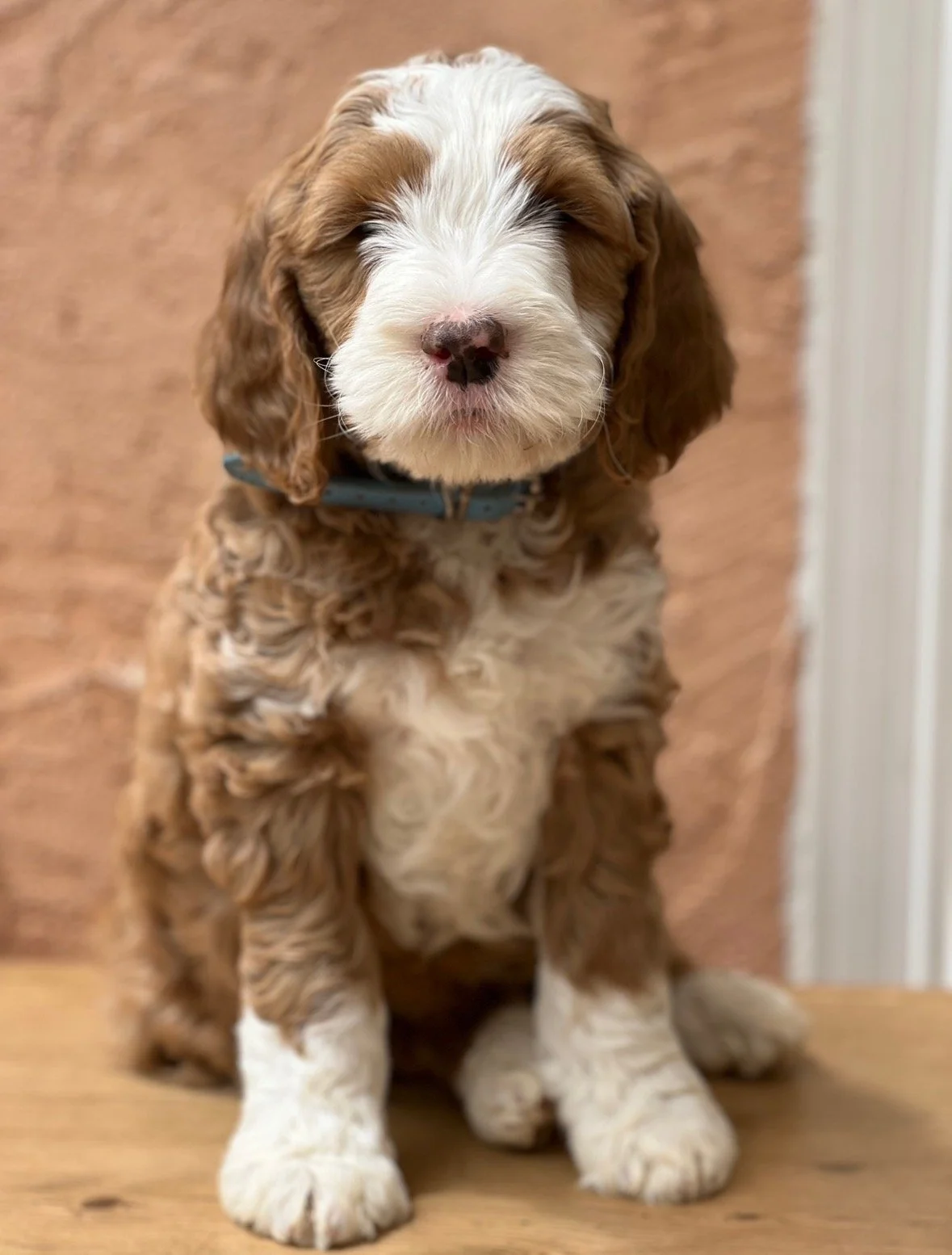 Parti Goldendoodle Puppies For Sale Codes Sale | www.pinnaxis.com