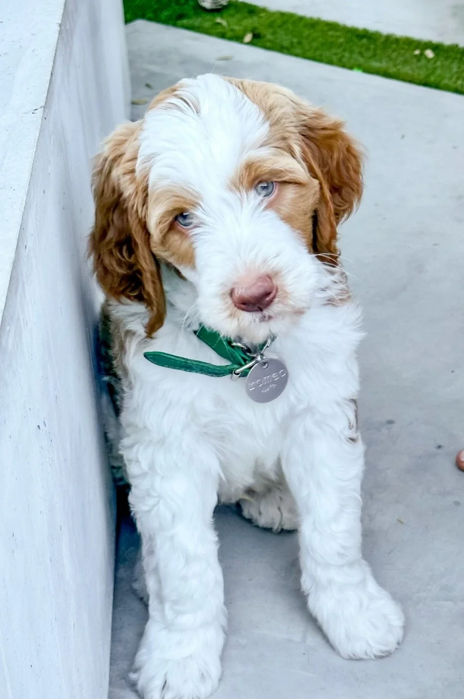 Blue Eyed Goldendoodle