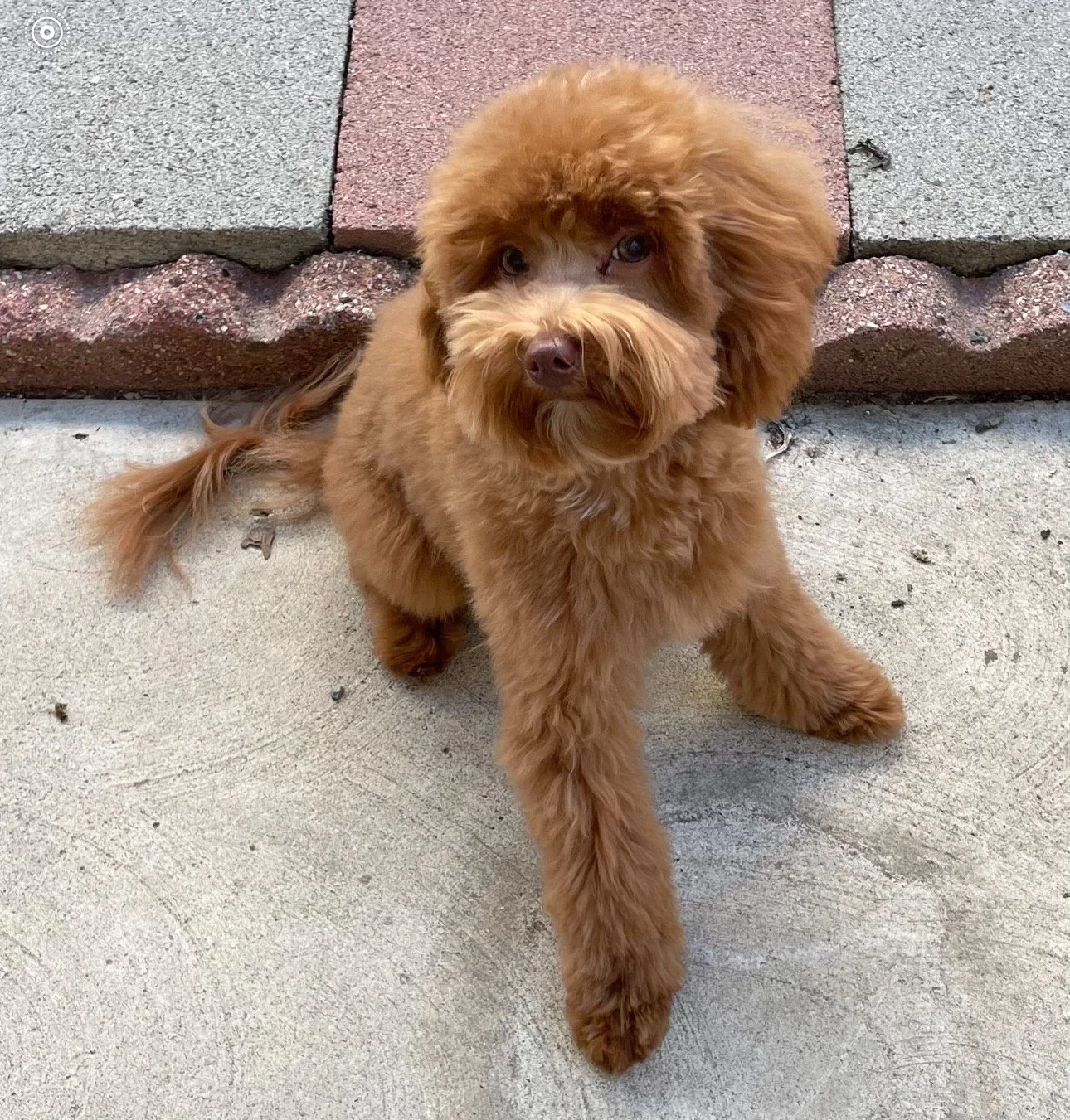 Red Petite Goldendoodle