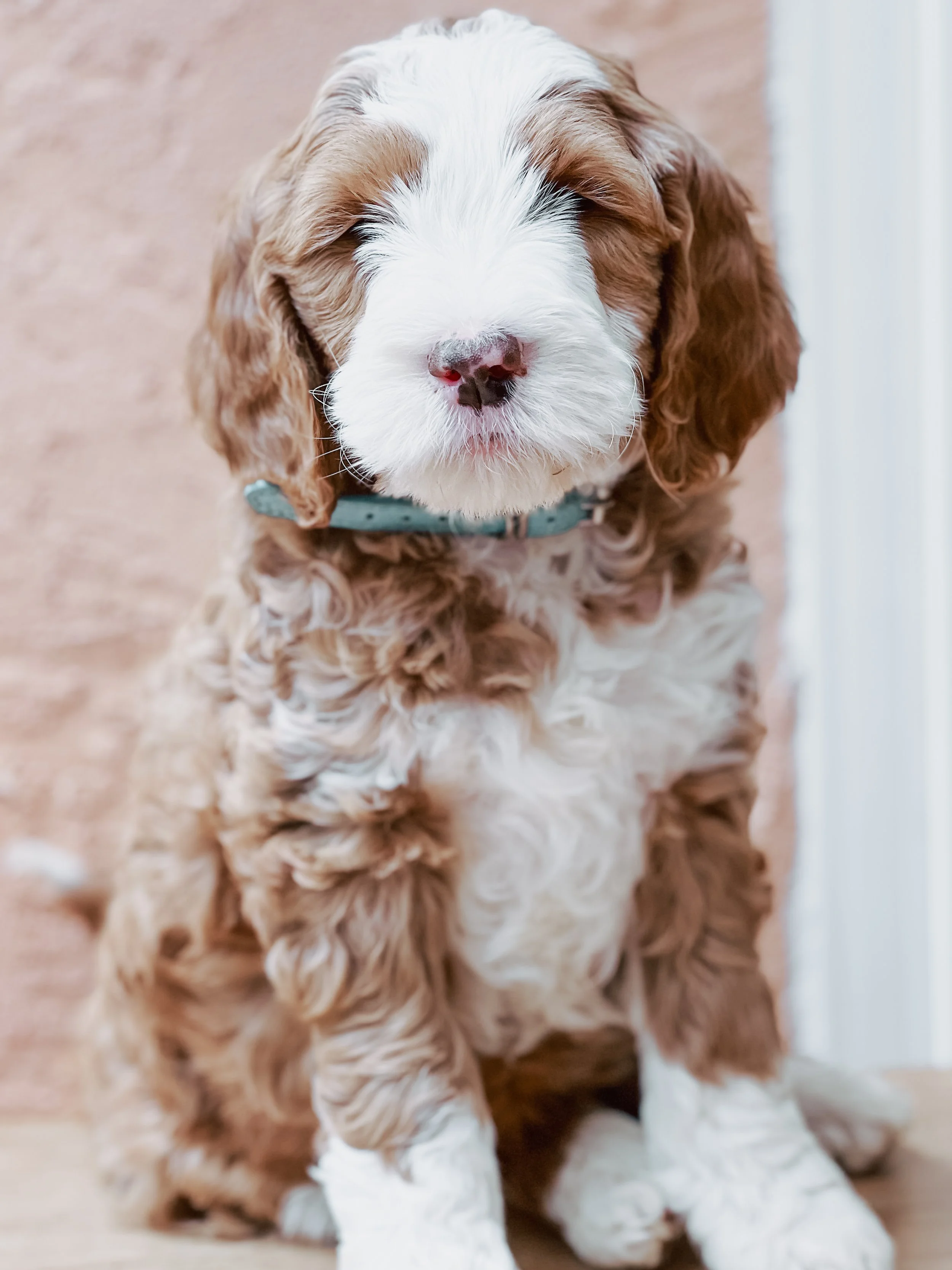 Available Doodle Puppies Southern California - Windsong Doodles