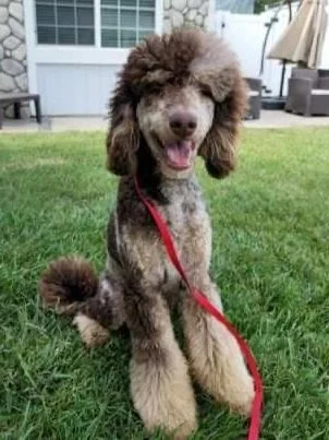 Silver Goldendoodle