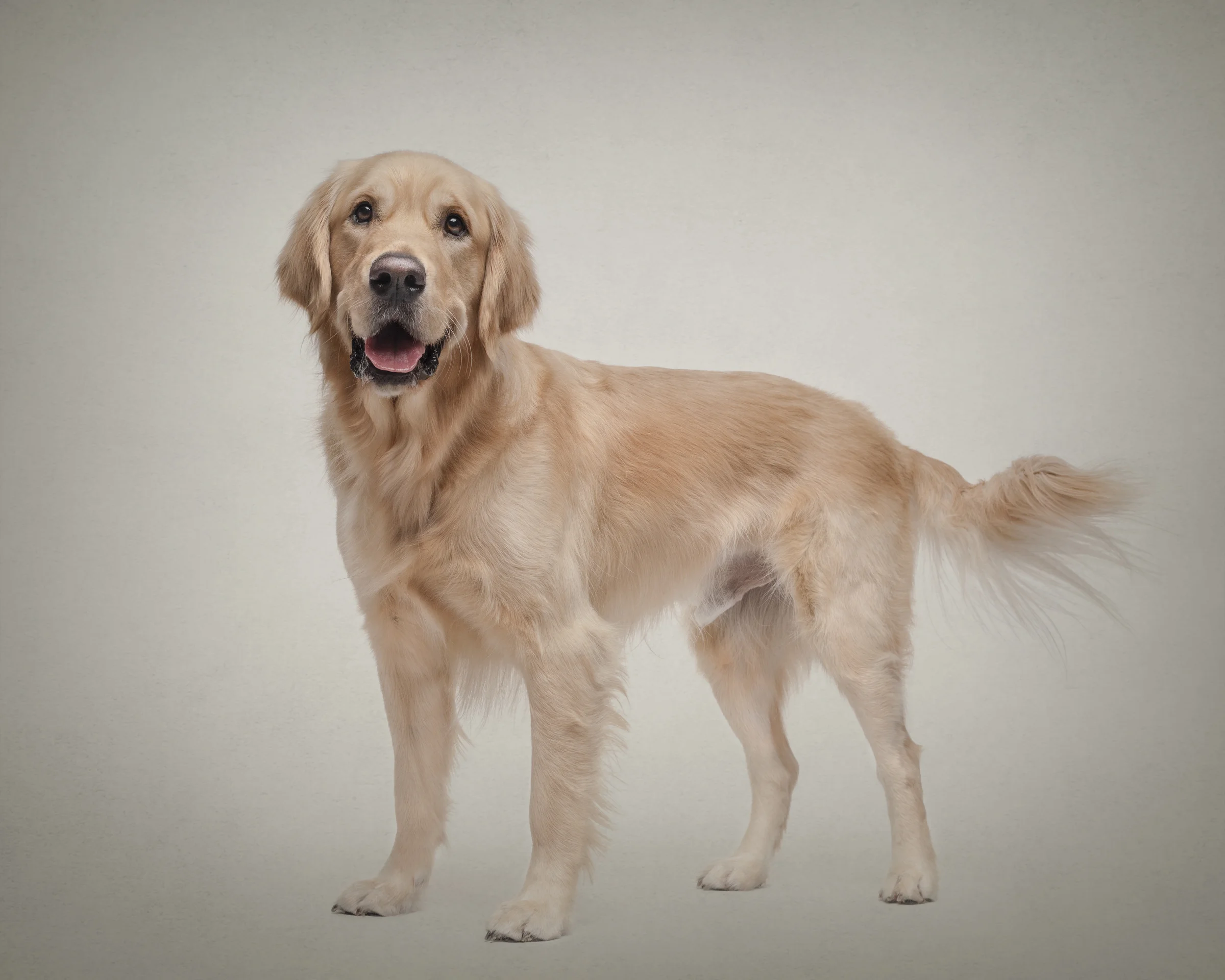 Portfolio — Frog Dog Studios - Melbourne Pet Photography Studio