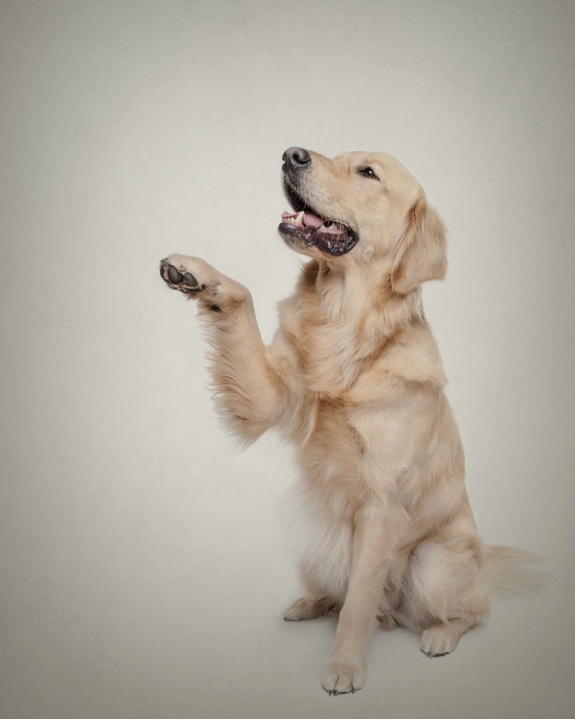 Portfolio — Frog Dog Studios - Melbourne Pet Photography Studio