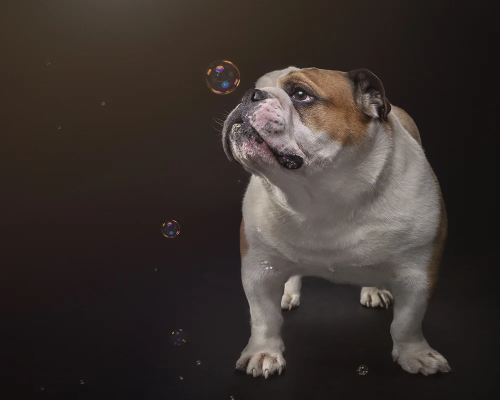Fat George — Frog Dog Studios - Melbourne Pet Photography Studio