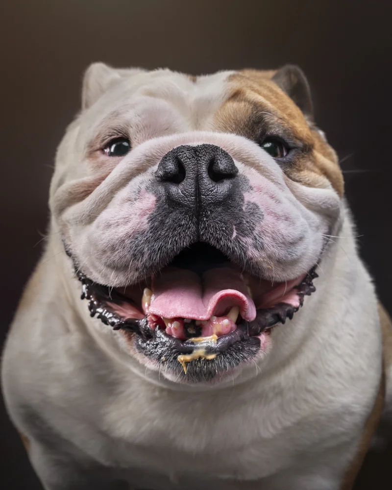 Portfolio — Frog Dog Studios - Melbourne Pet Photography Studio