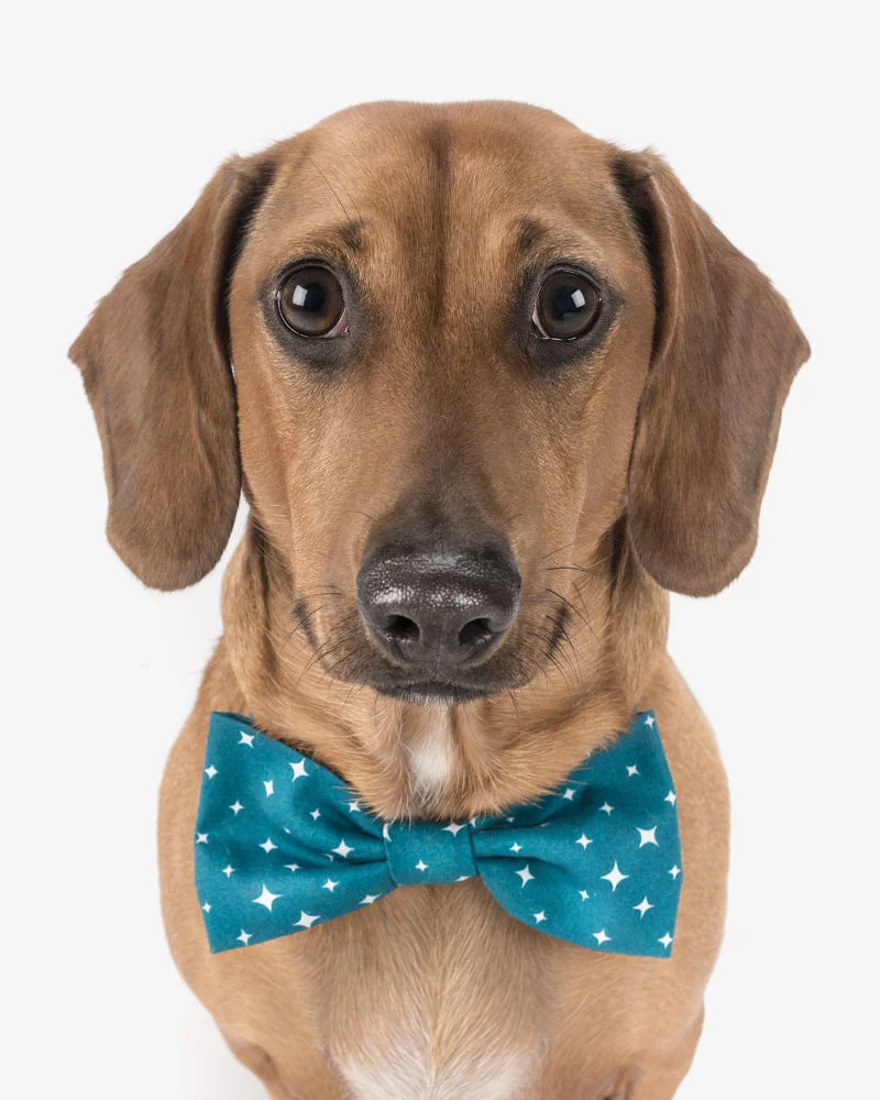 Portfolio — Frog Dog Studios - Melbourne Pet Photography Studio