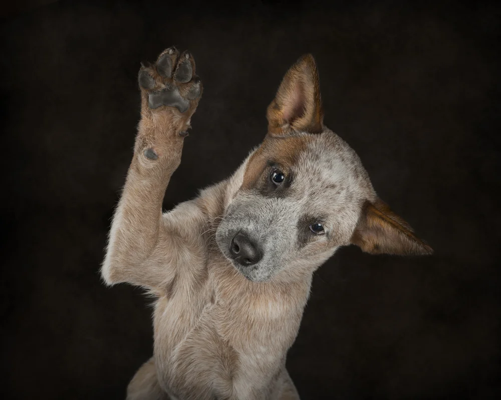 Portfolio — Frog Dog Studios - Melbourne Pet Photography Studio