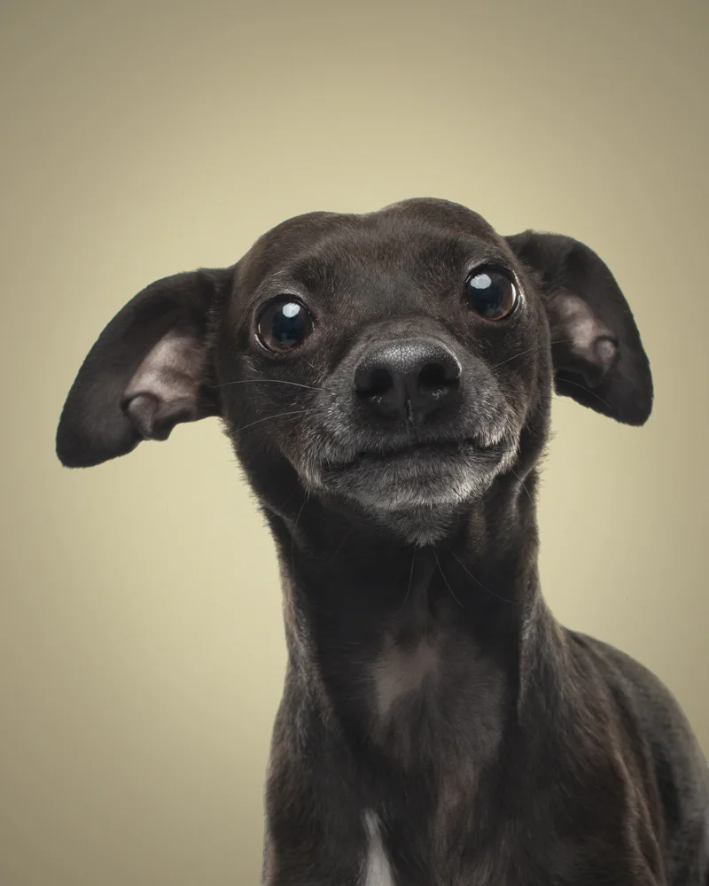 Portfolio — Frog Dog Studios - Melbourne Pet Photography Studio
