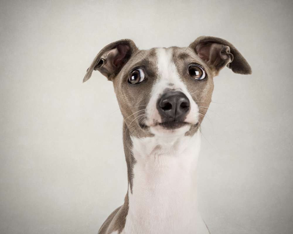 Portfolio — Frog Dog Studios - Melbourne Pet Photography Studio