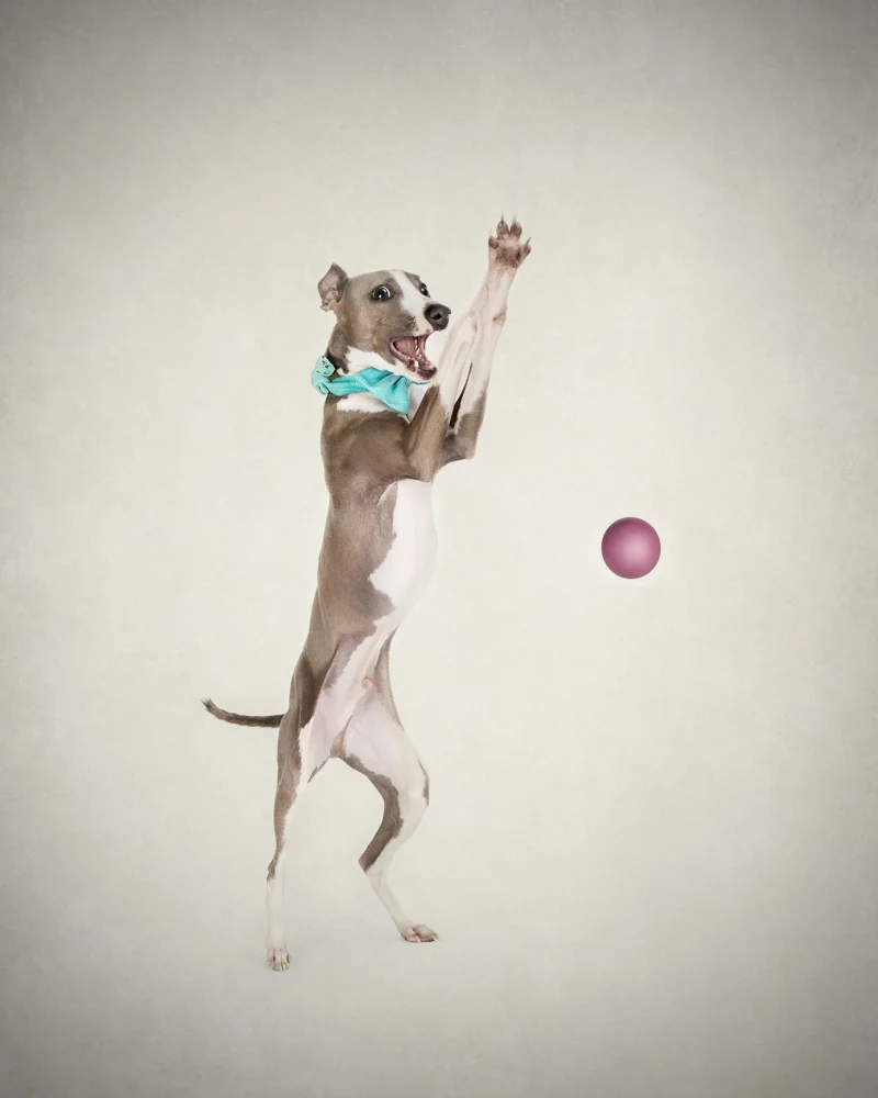 Portfolio — Frog Dog Studios - Melbourne Pet Photography Studio