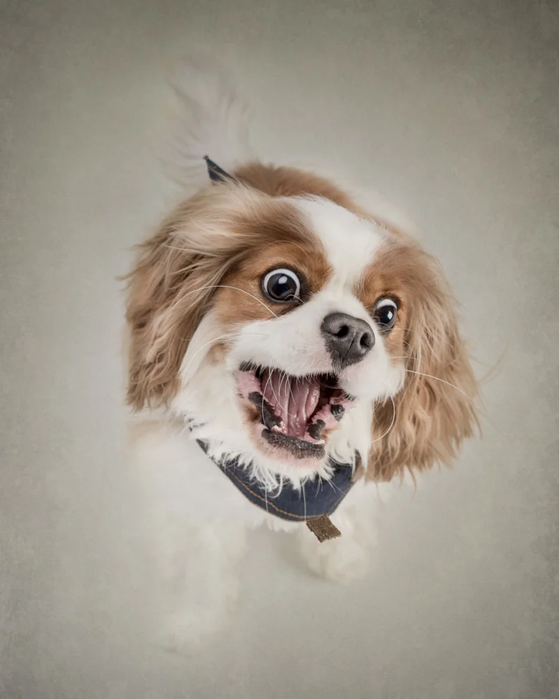 Portfolio — Frog Dog Studios - Melbourne Pet Photography Studio