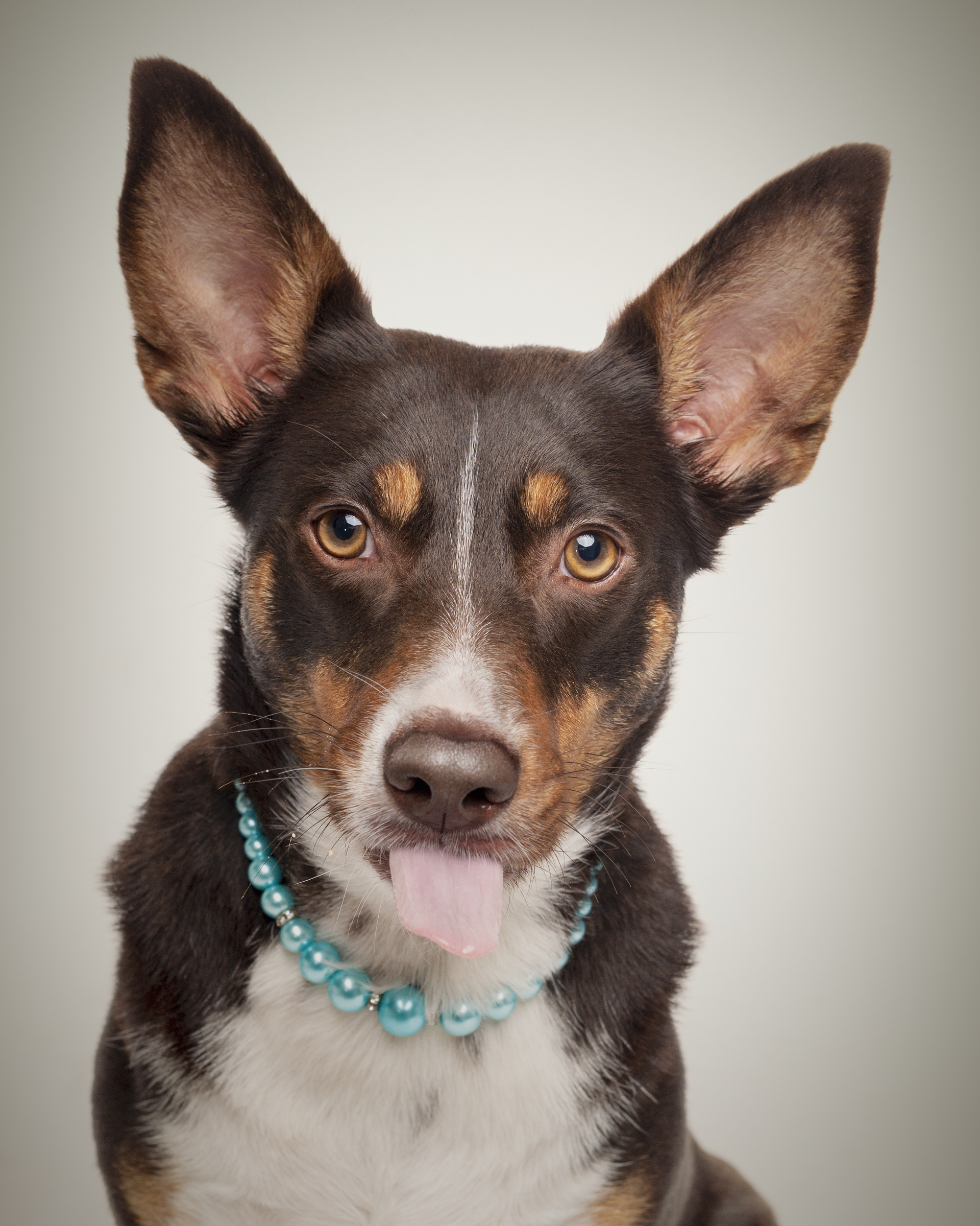 Portfolio — Frog Dog Studios - Melbourne Pet Photography Studio