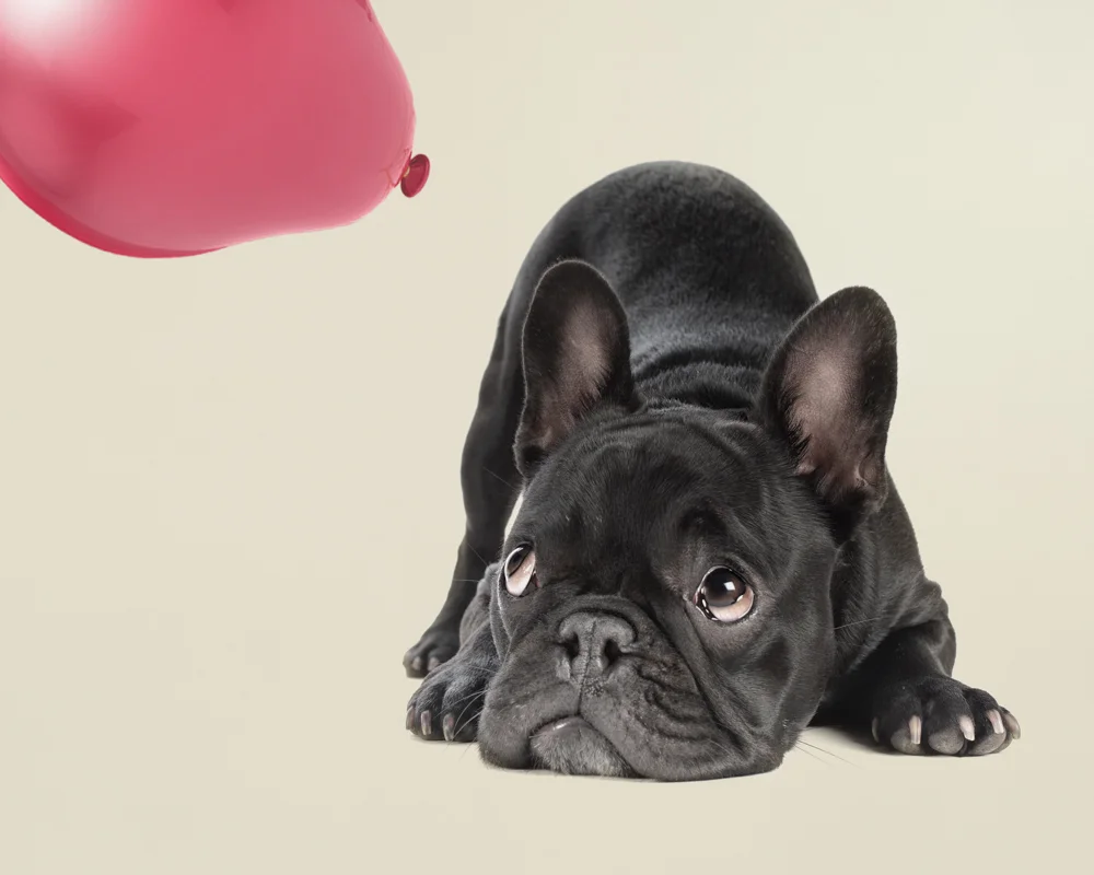 Portfolio — Frog Dog Studios - Melbourne Pet Photography Studio