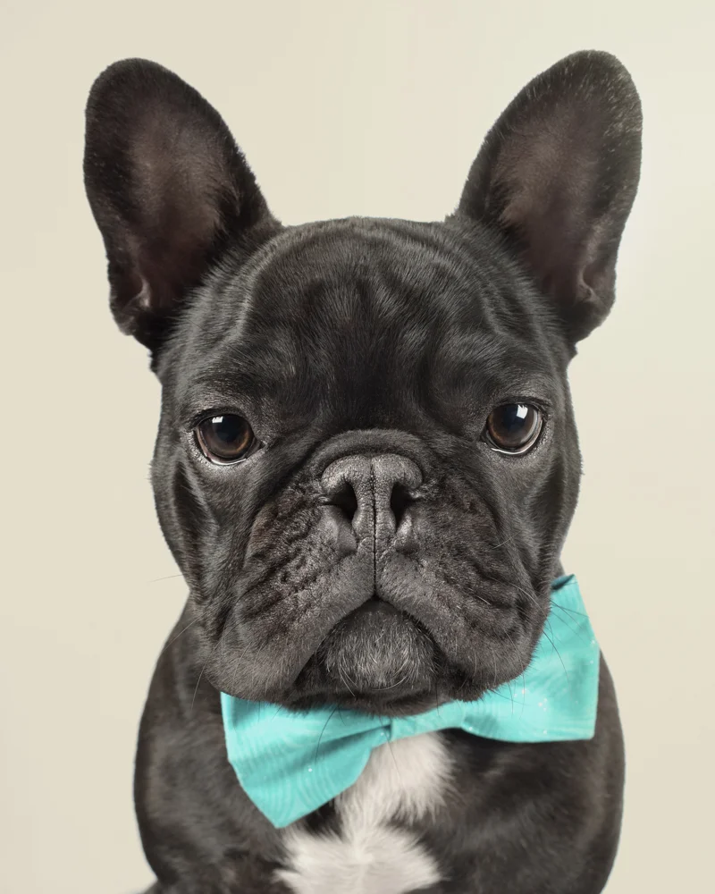 Portfolio — Frog Dog Studios - Melbourne Pet Photography Studio